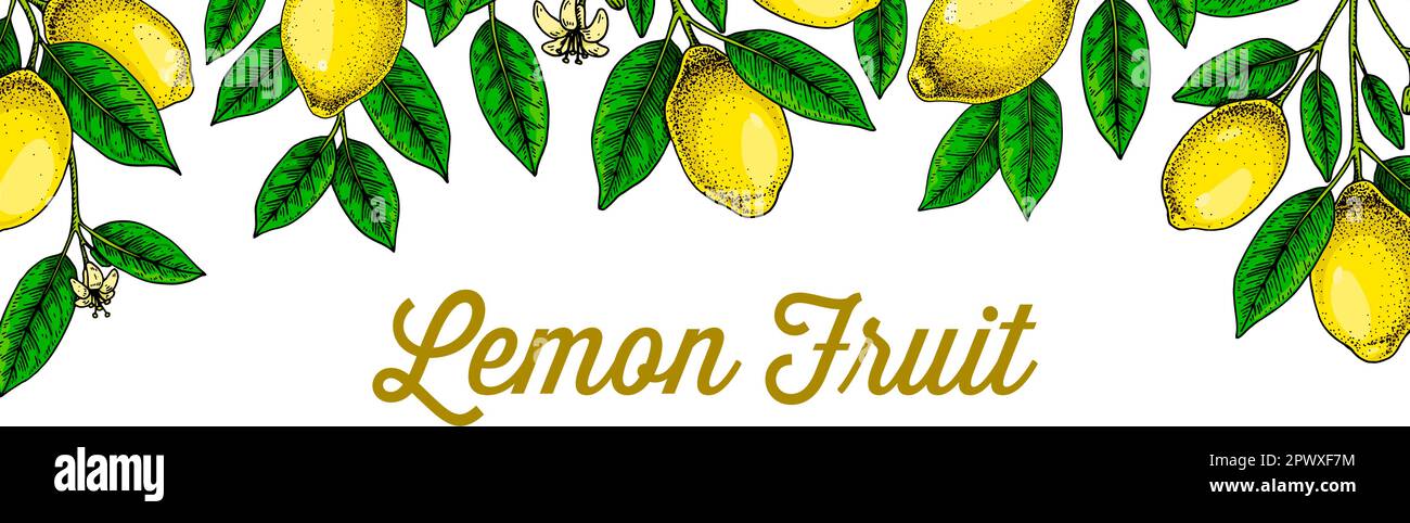 Horizontal lemon background. Hand drawn colorful vector illustration in ...