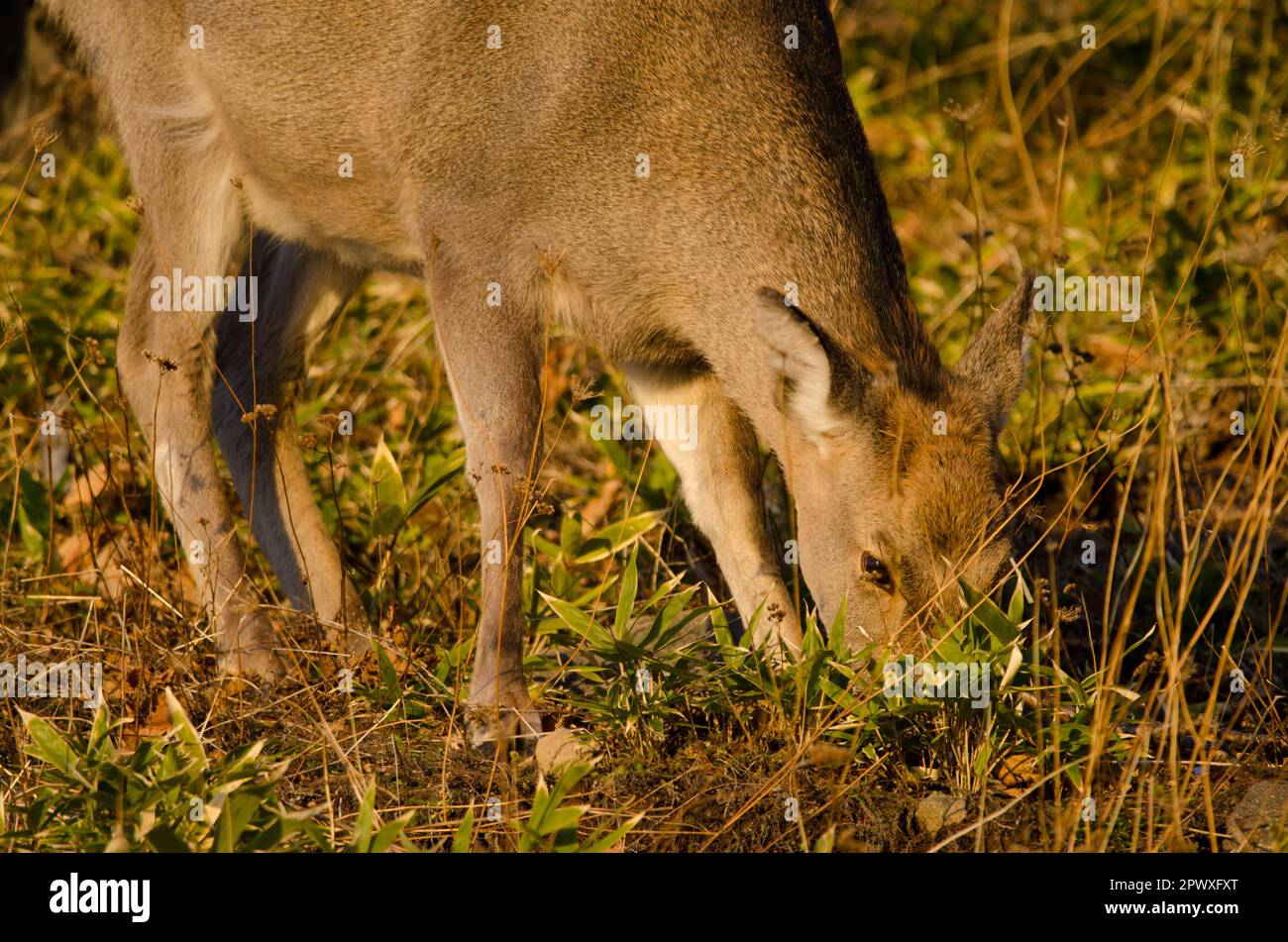Female sika deer Cervus nippon yesoensis grazing. Shiretoko National ...