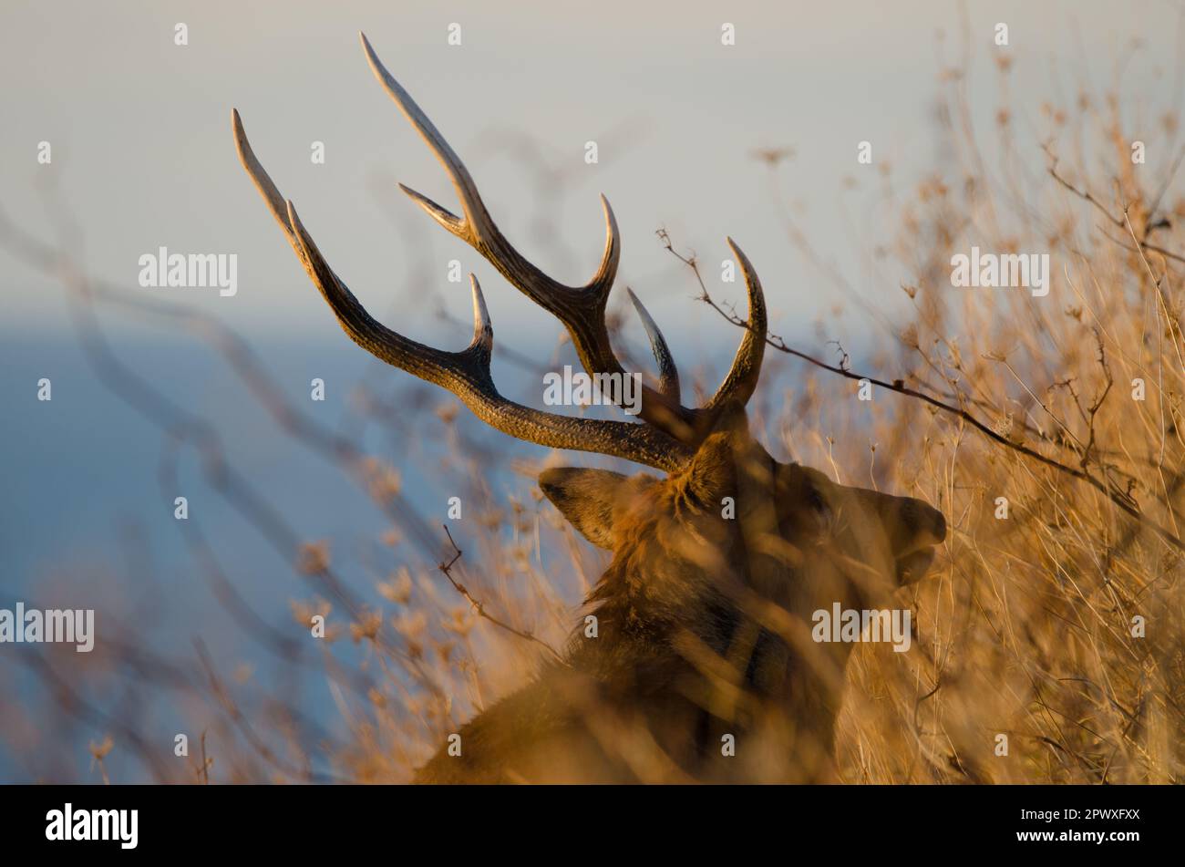 Male sika deer Cervus nippon yesoensis among the vegetation. Shiretoko ...