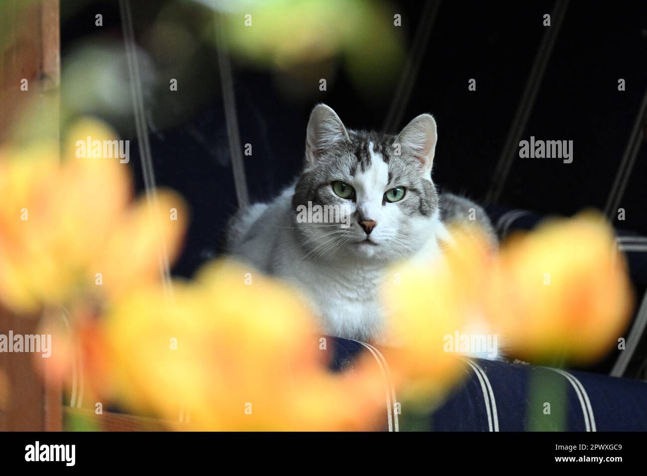 Cologne, Germany. 01st May, 2023. A cat seeks shelter from the rain in ...