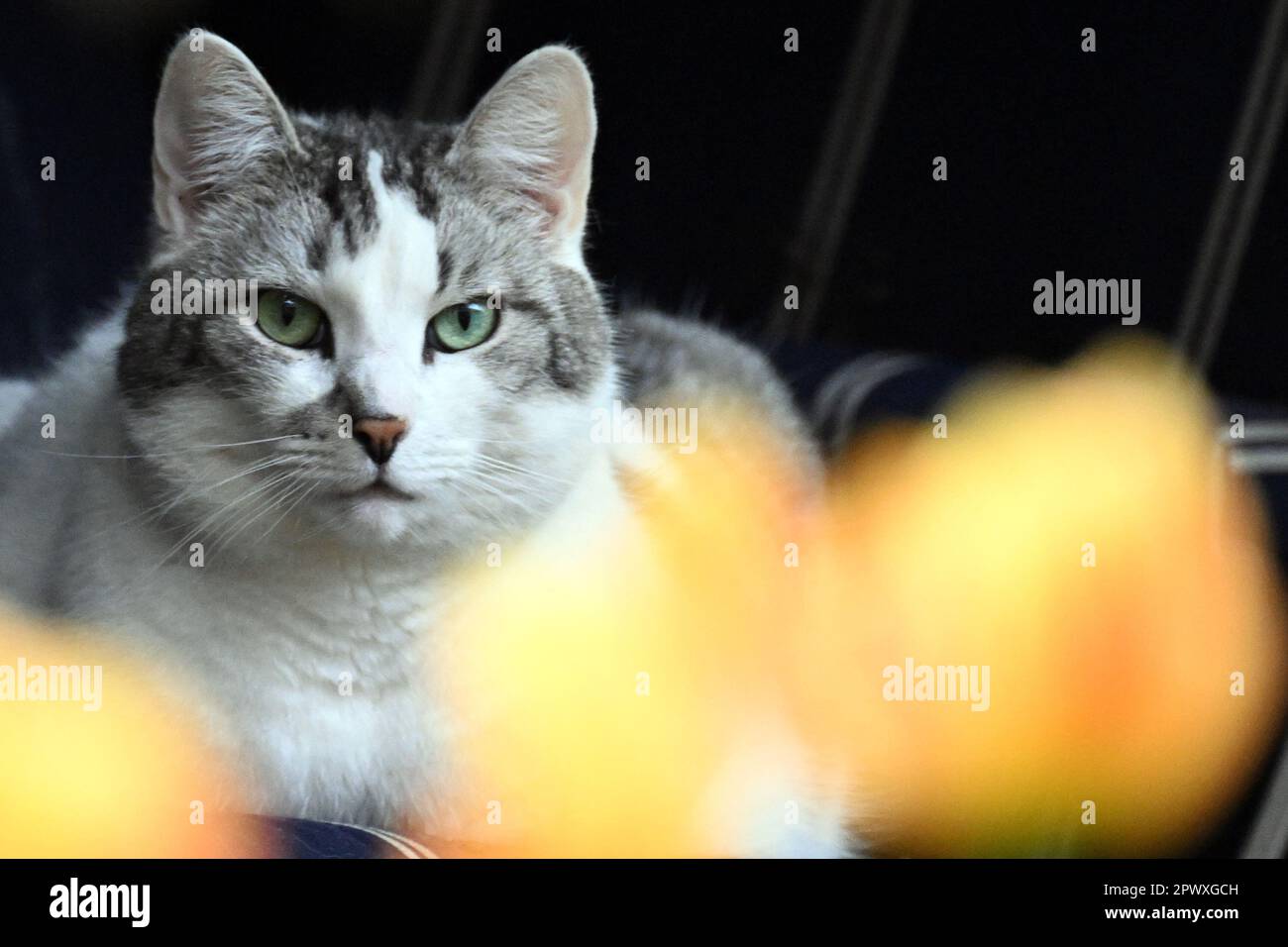 Cologne, Germany. 01st May, 2023. A cat seeks shelter from the rain in ...