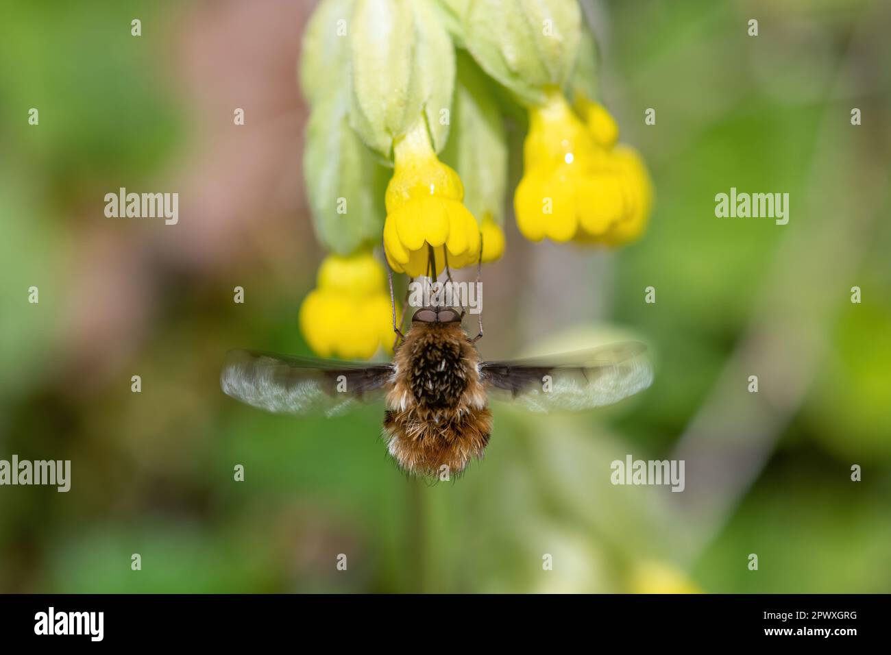 Dark-edged bee-fly (Bombylius major) hovering and drinking nectar or ...