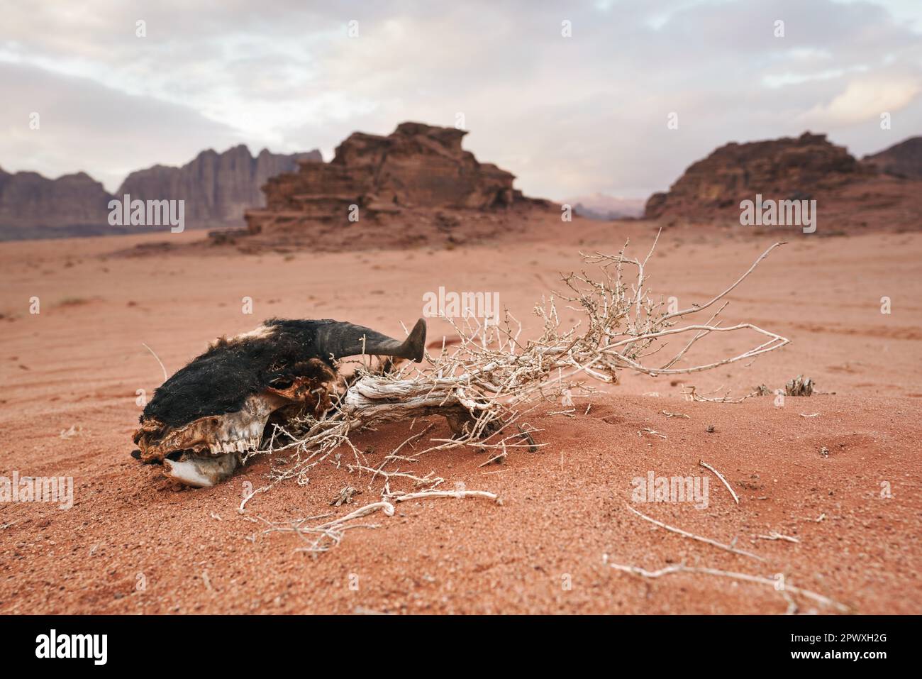Old goat head skull, meat eaten by wild animals and birds, on red sand ...