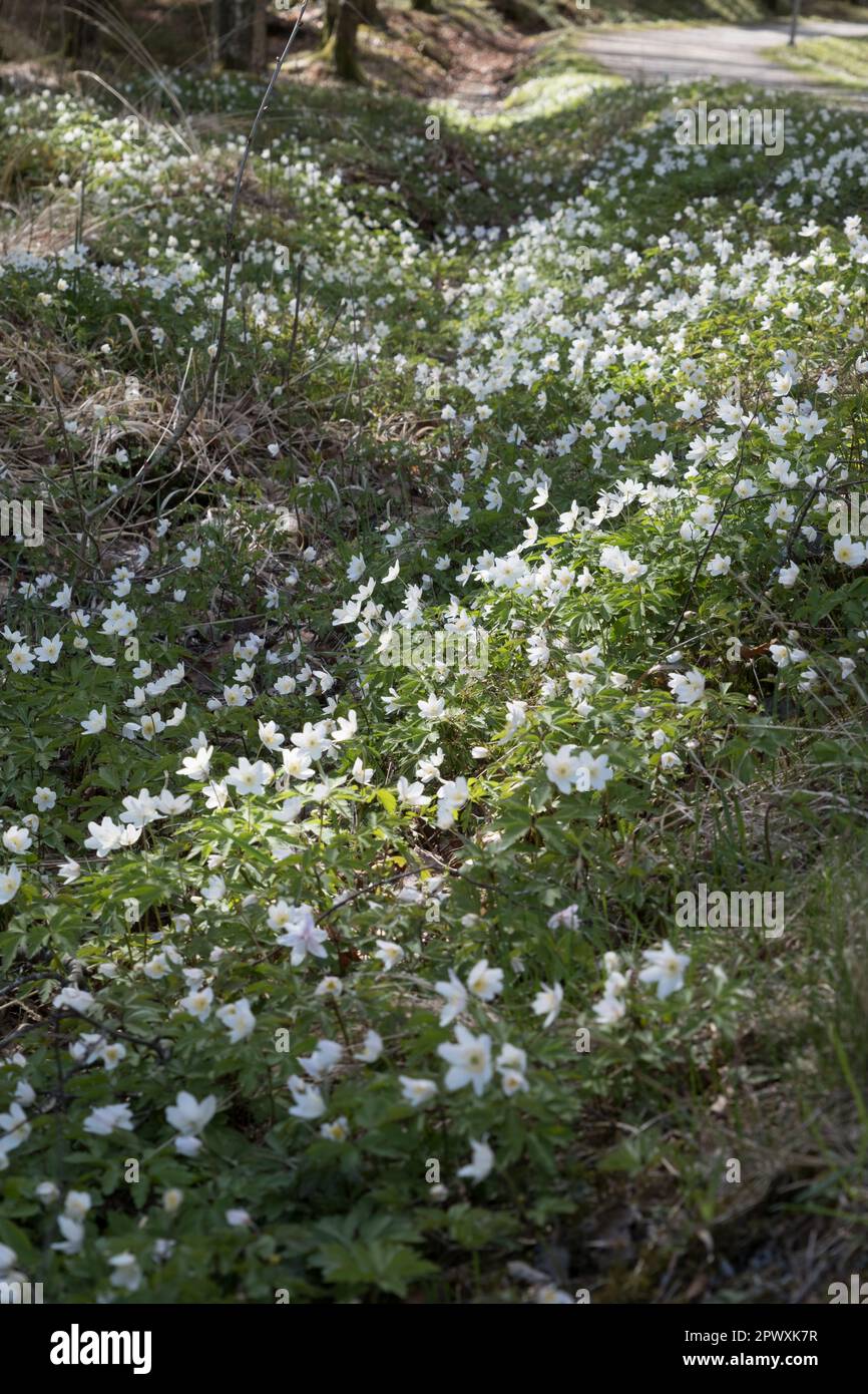 beautiful white spring flowers creating a mat in local woodland ...