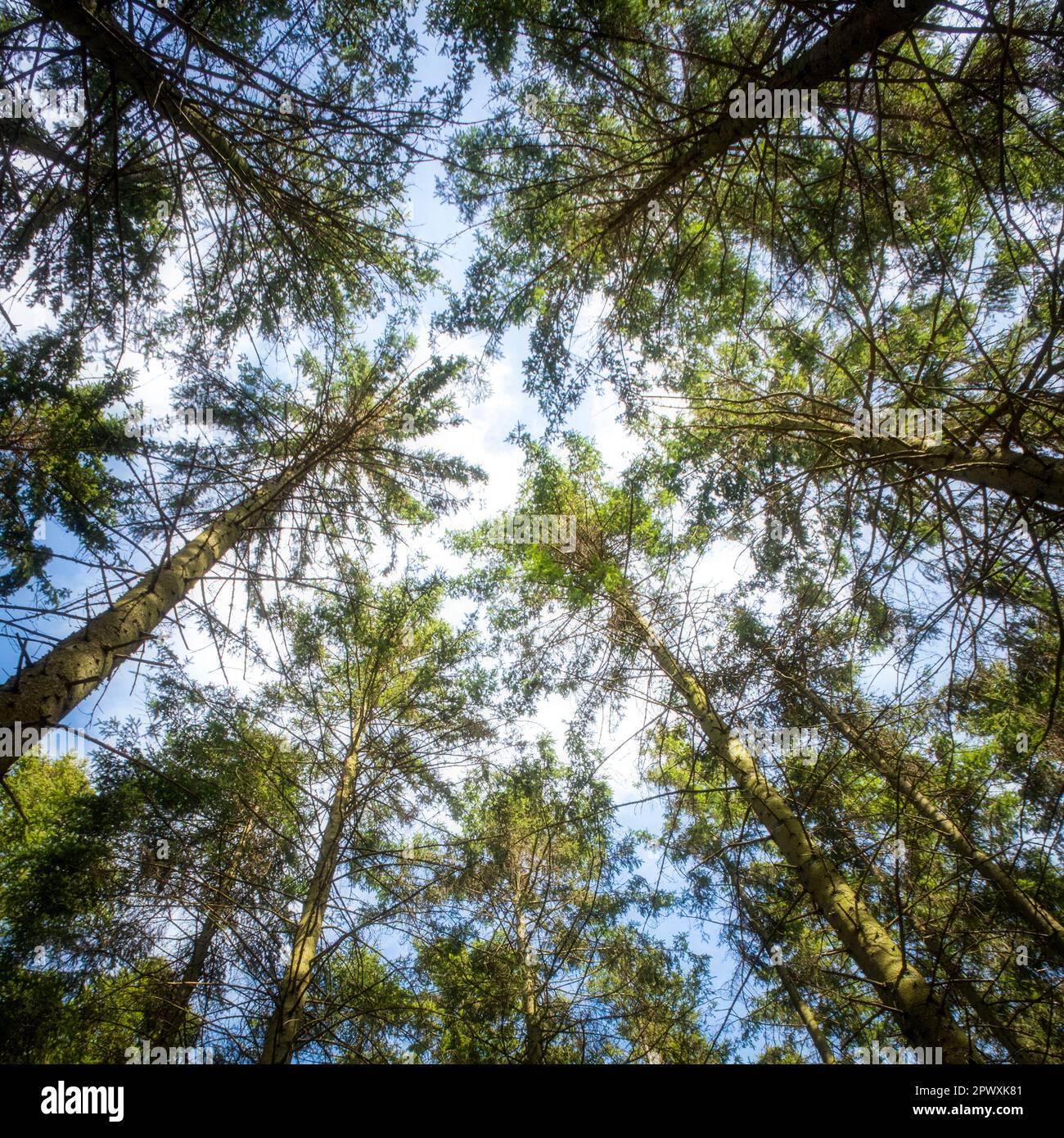 Canopy of trees creating symmery in local firest during sunny spring ...