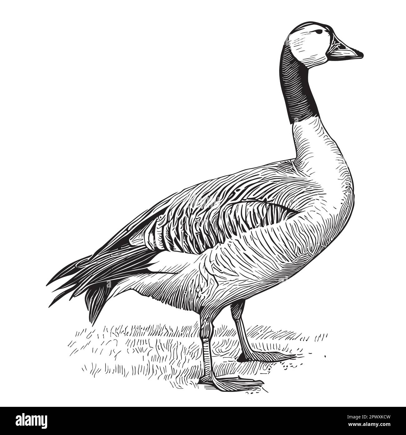 Farm goose hand drawn sketch Vector illustration Farming Stock Vector ...