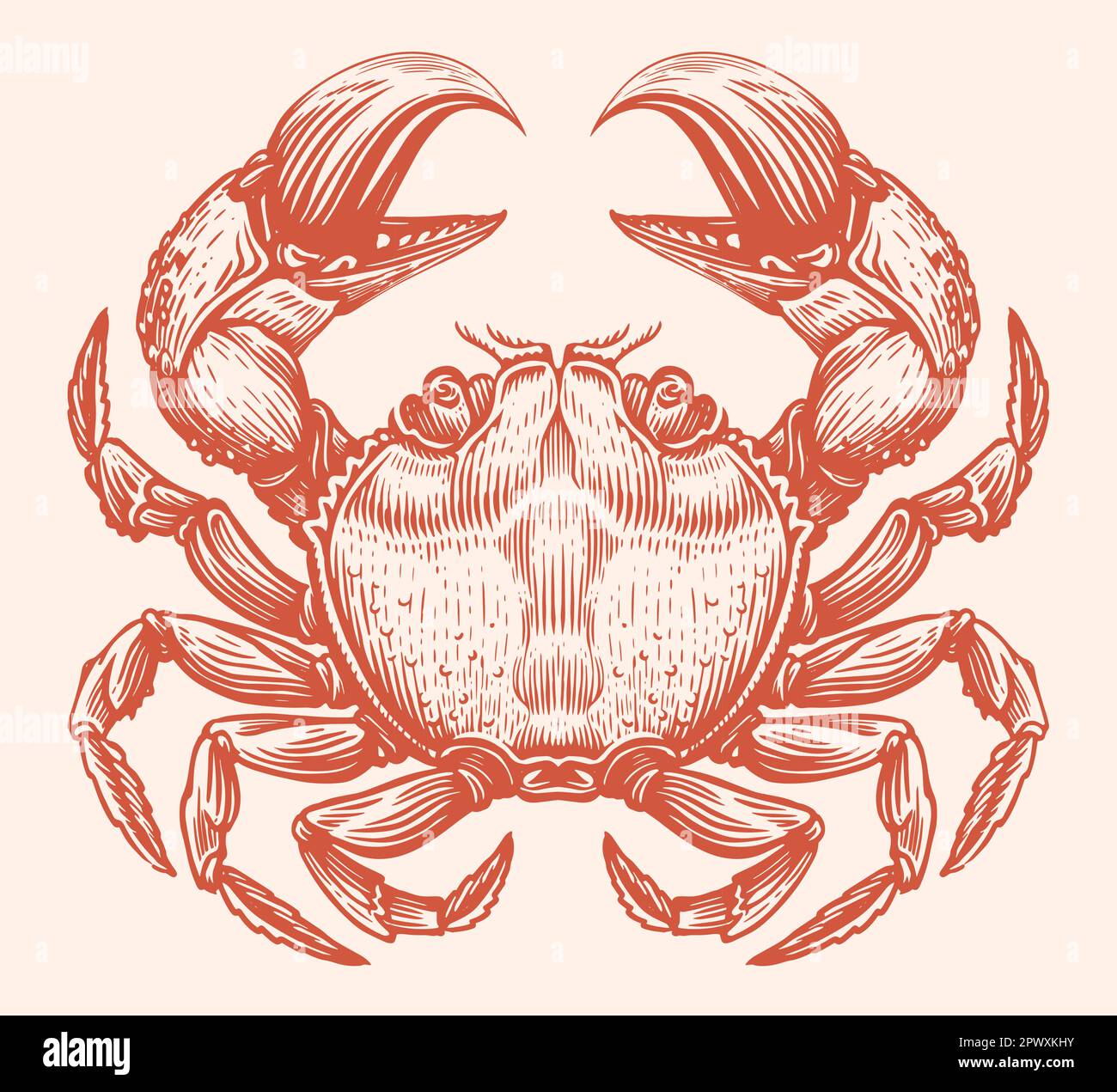Crab, seafood vector. Crustacean aquatic animal in vintage engraving ...