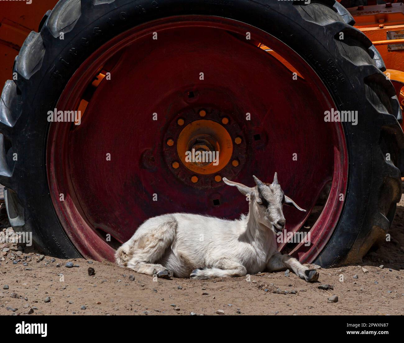 A white goat resting by the huge wheel and red rim of a tractor on a ...
