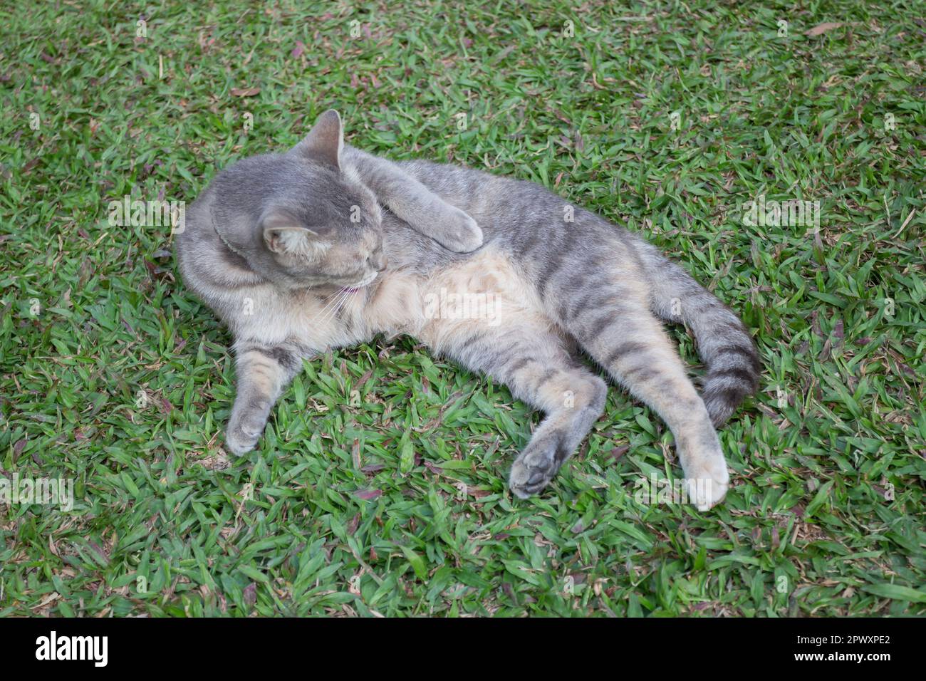 Thai local village cat in many action, stock photo Stock Photo - Alamy
