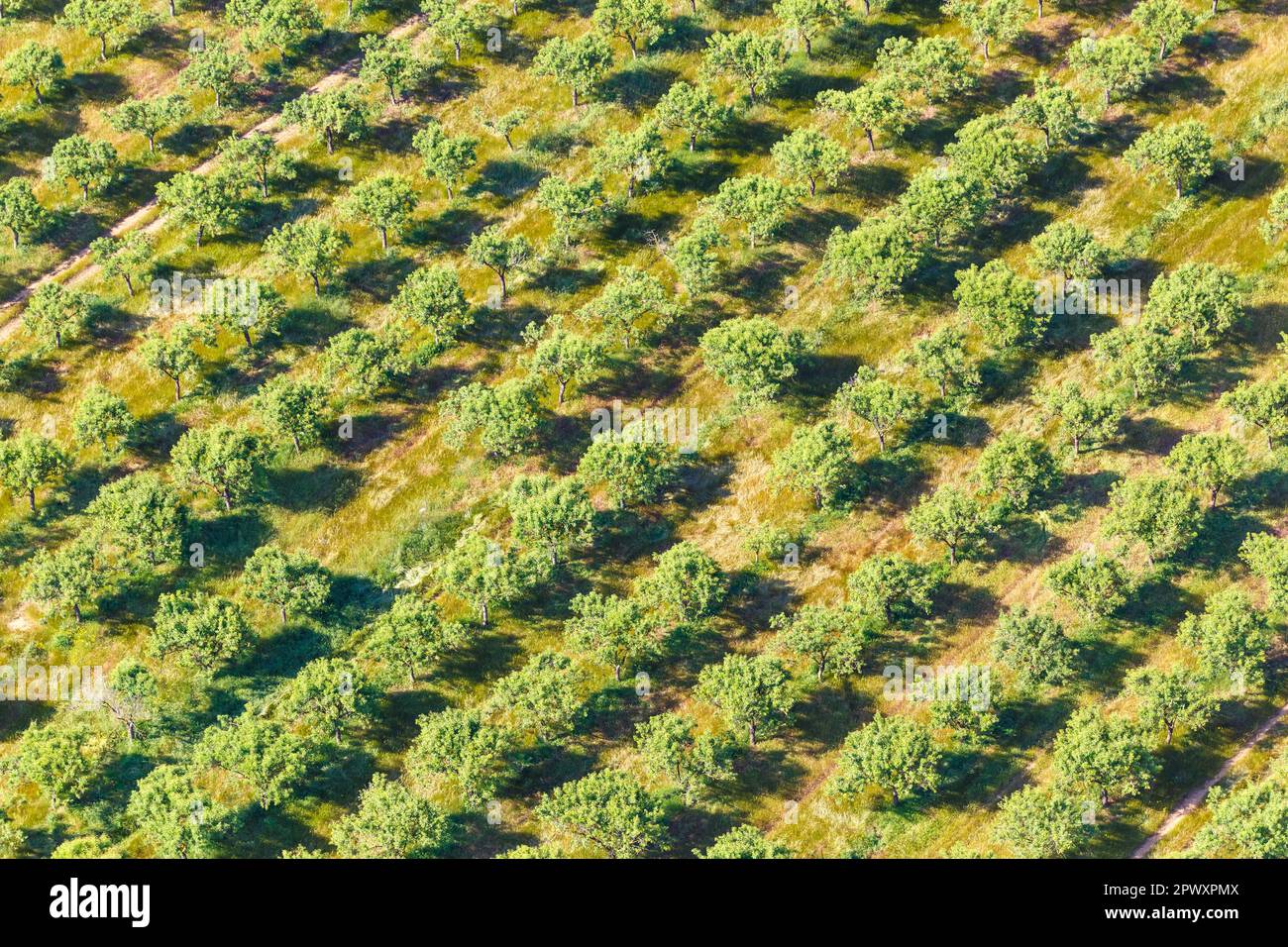 Tree on mallorca hi-res stock photography and images - Alamy