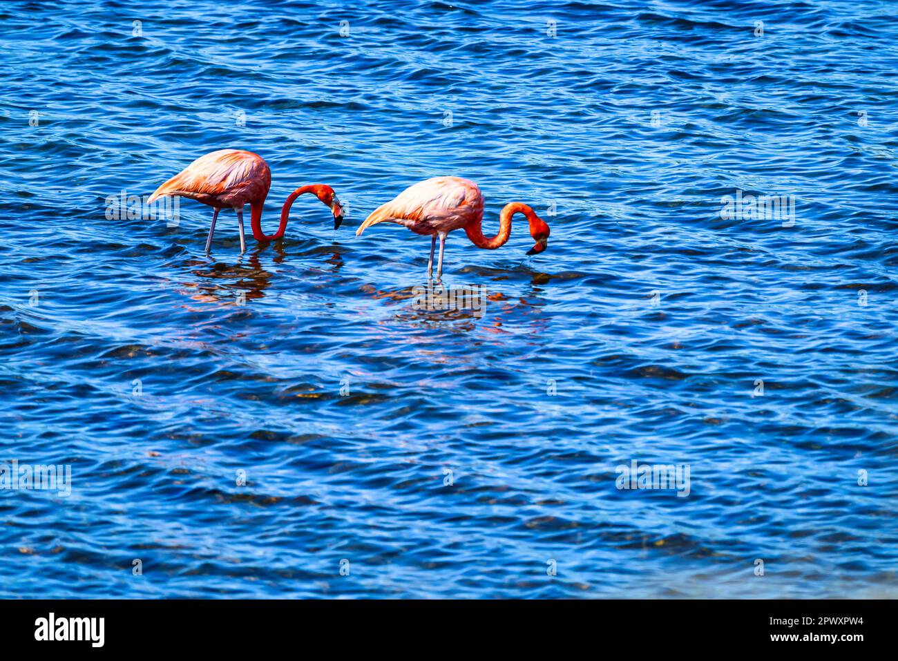 A view of the flamingos in the caribbean on the island of Bonaire Stock ...