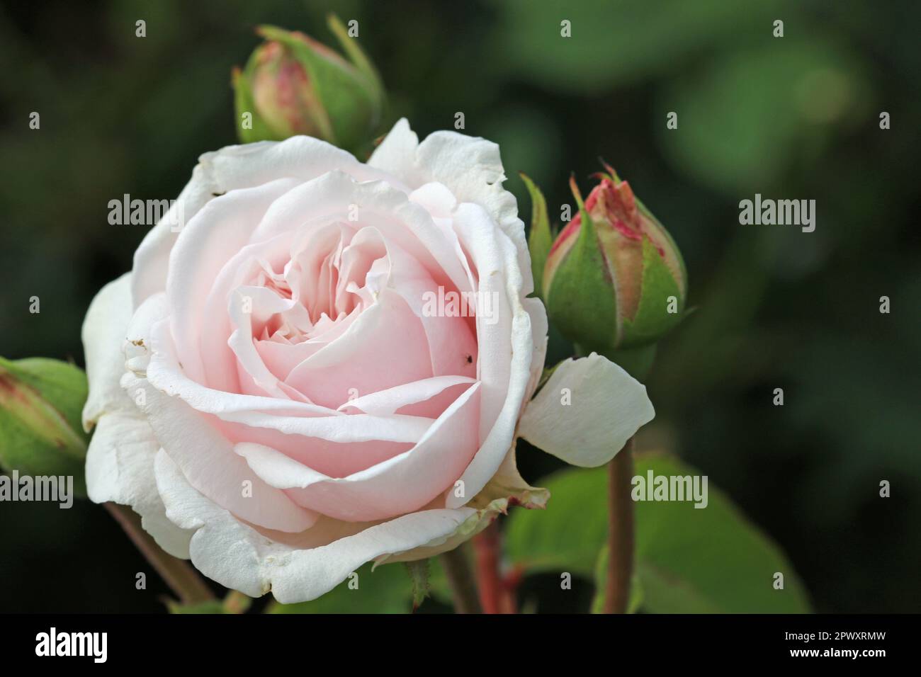 Pink rose flower, Rosa species of unknown variety, in close up with a ...