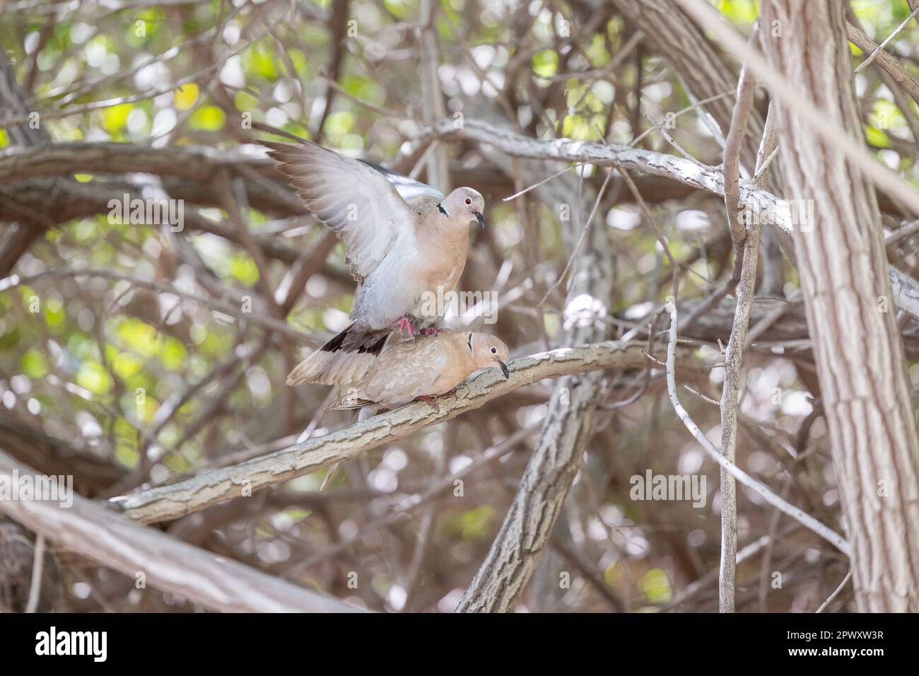 Tenerife birdlife hi-res stock photography and images - Alamy