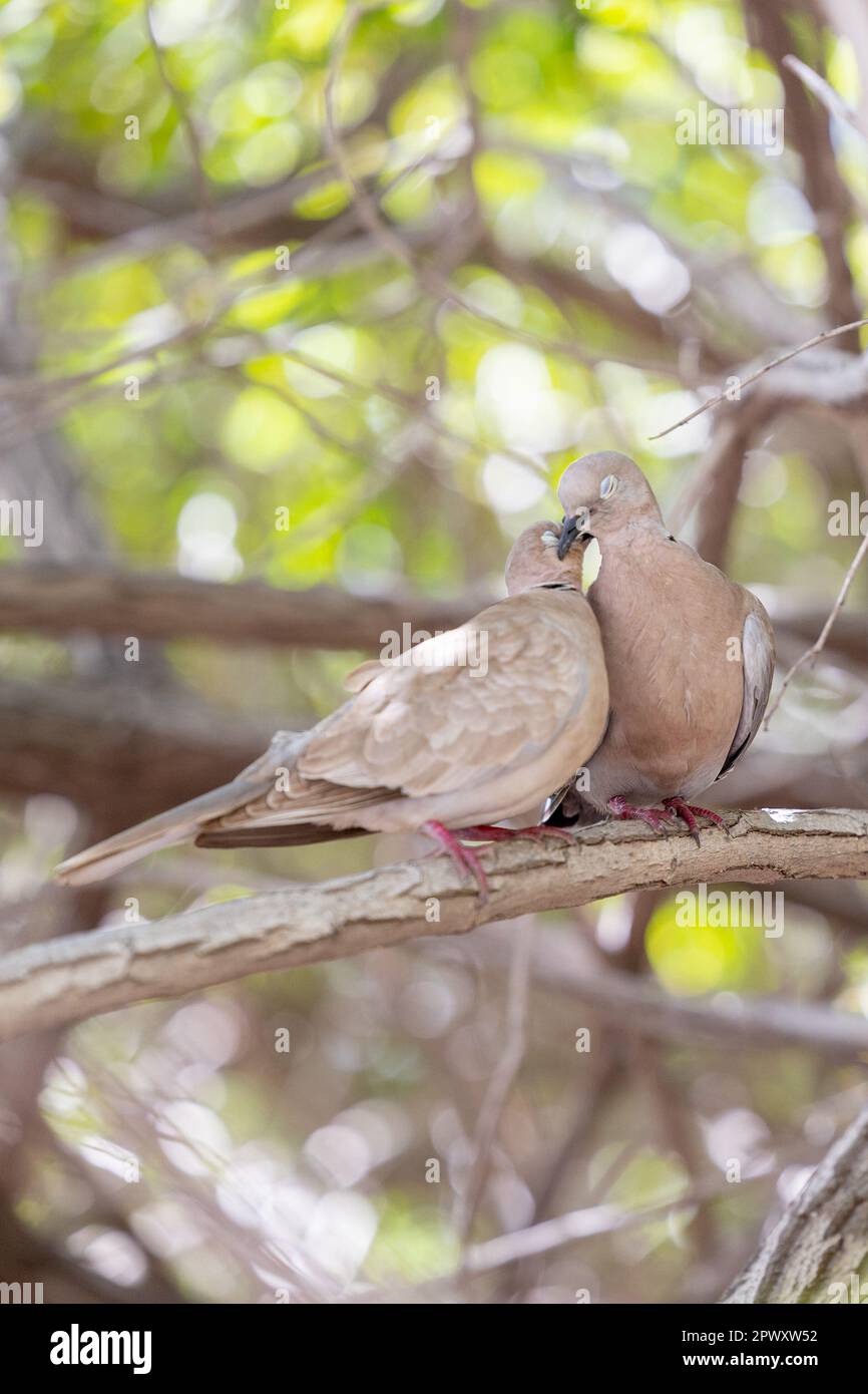 Doves mating hi-res stock photography and images - Alamy