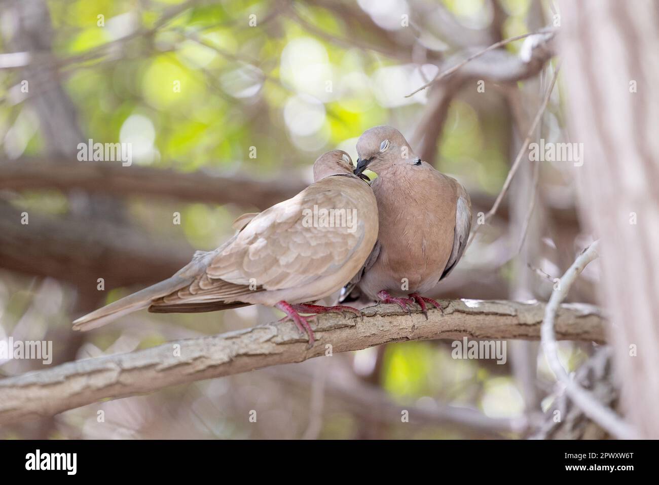 Doves mating hi-res stock photography and images - Alamy