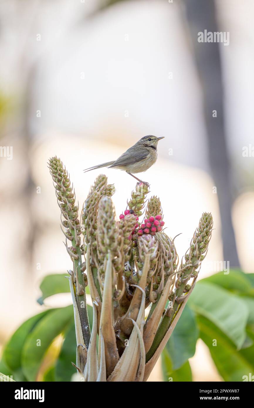 Tenerife Birdlife Hi res Stock Photography And Images Alamy tenerife-birdlife-hi-res-stock-photography-and-images-alamy