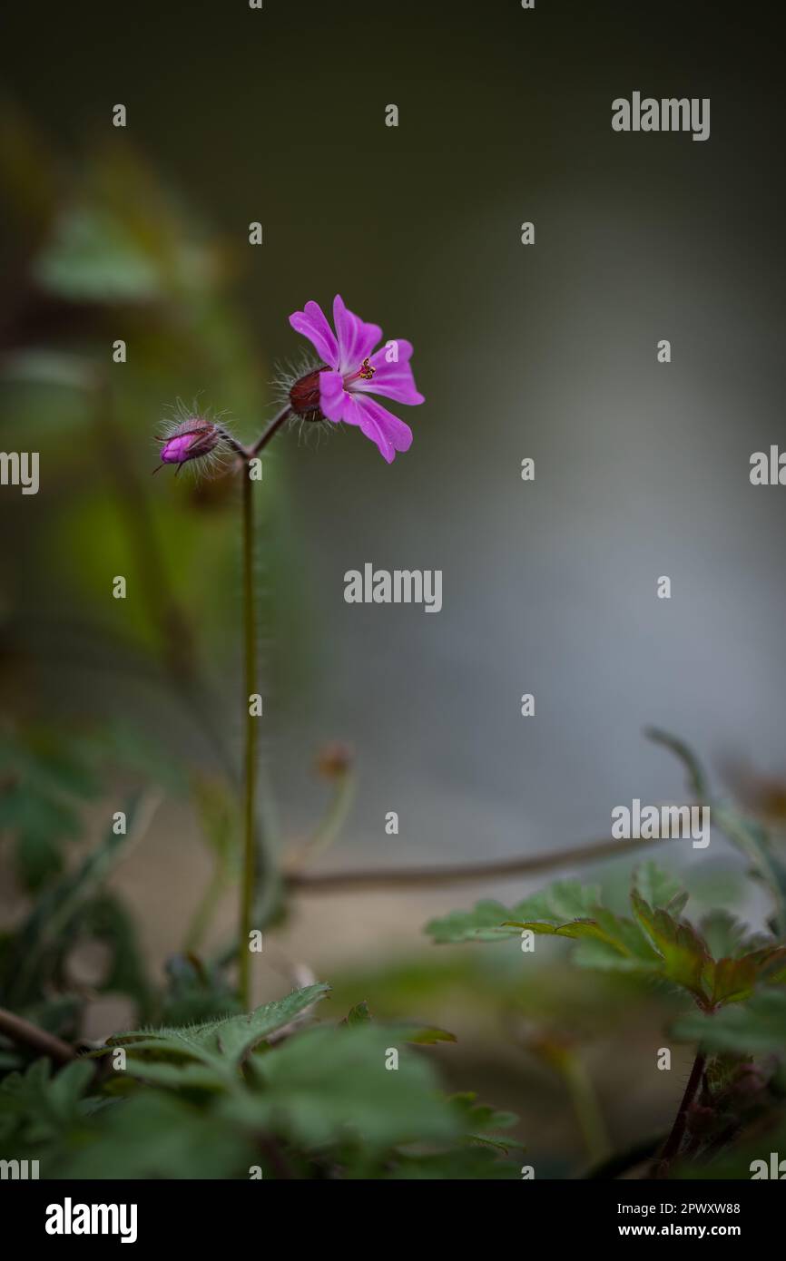 Robin wallpaper hi-res stock photography and images - Alamy