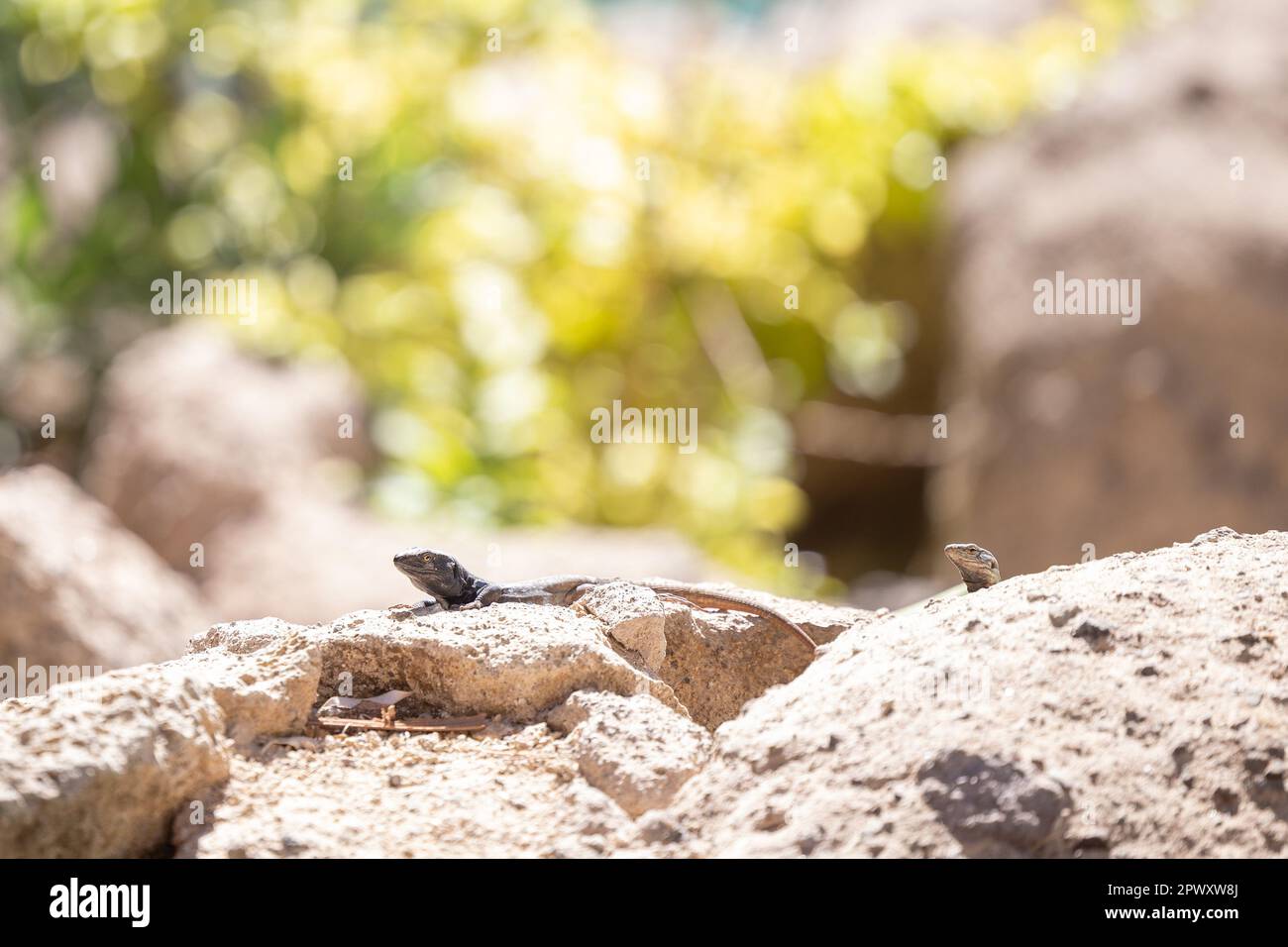 West Canaries Lizard (gallotia galloti) on a rock, Tenerife, Canary ...