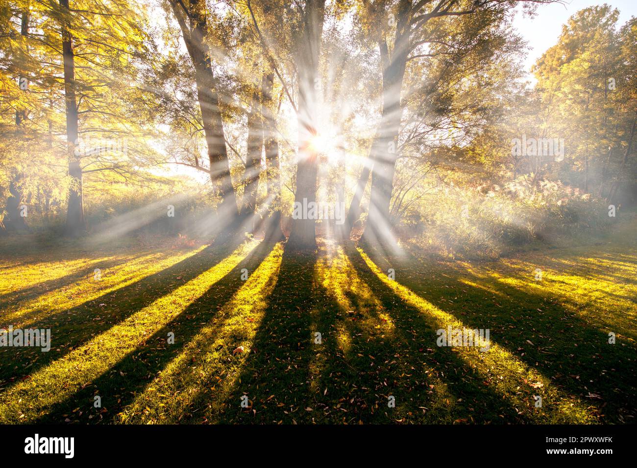 Sun rays penetrate through autumn colored deciduous forest in the fog ...