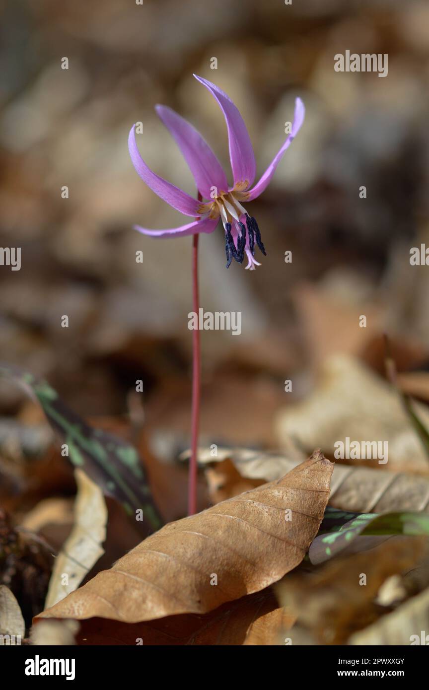 Erythronium dens-canis, the dog's-tooth-violet Stock Photo - Alamy