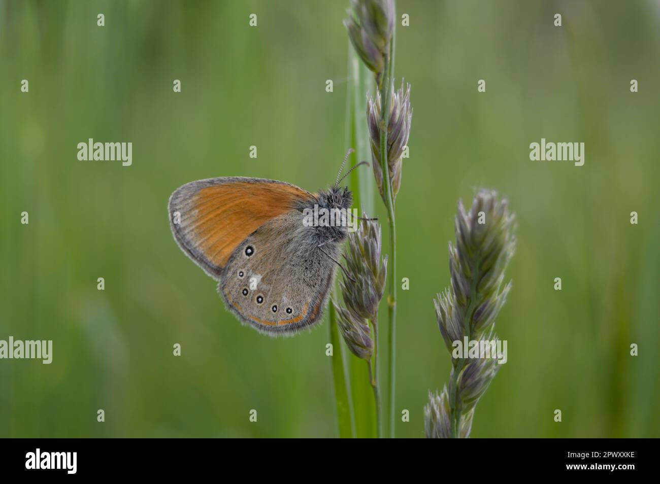 Small heath (Coenonympha pamphilus) butterfly on grass blade, green ...