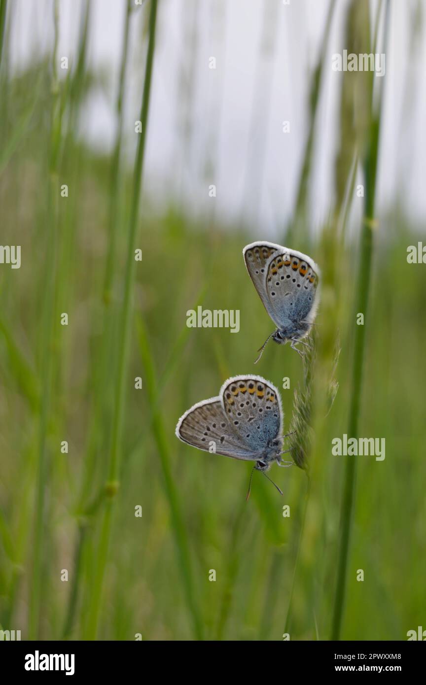 Two blue butterflies on a plant in nature, in a pair, underide visible ...