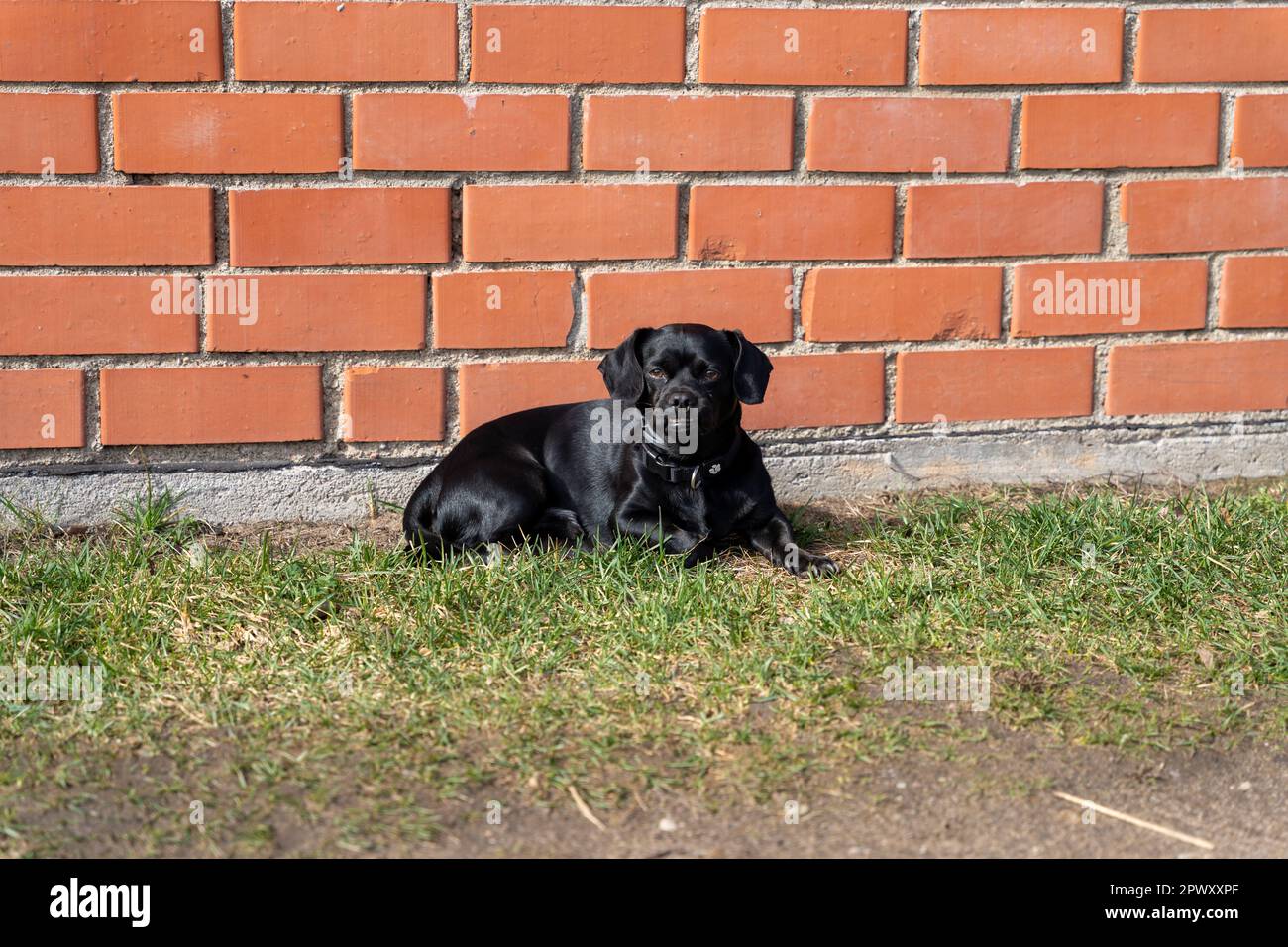 Black pekingese dachshund mix dog sitting on grass and looking at ...