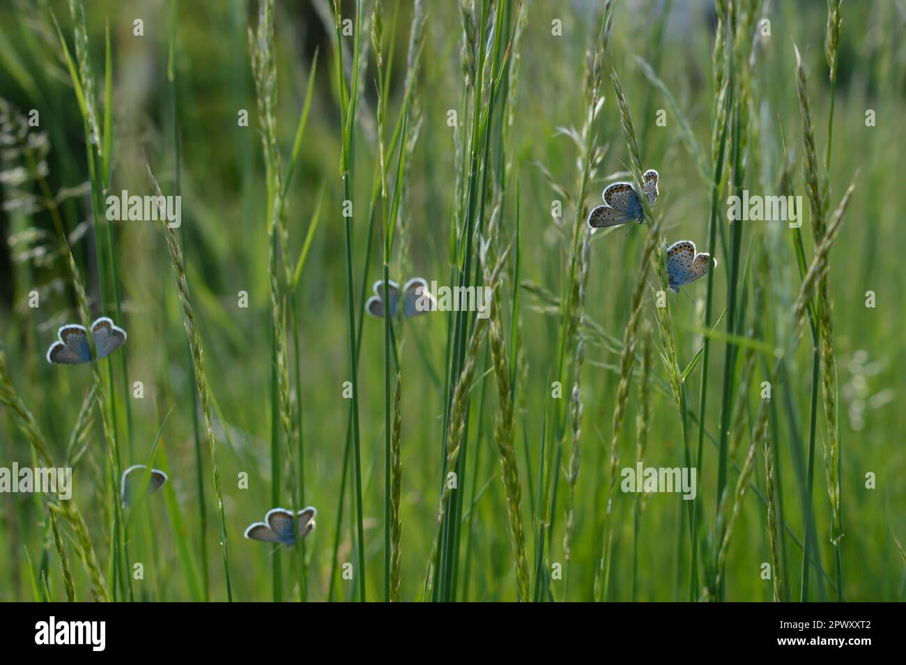 Multiple resting common blue butterflies ona a field, buttryl field ...