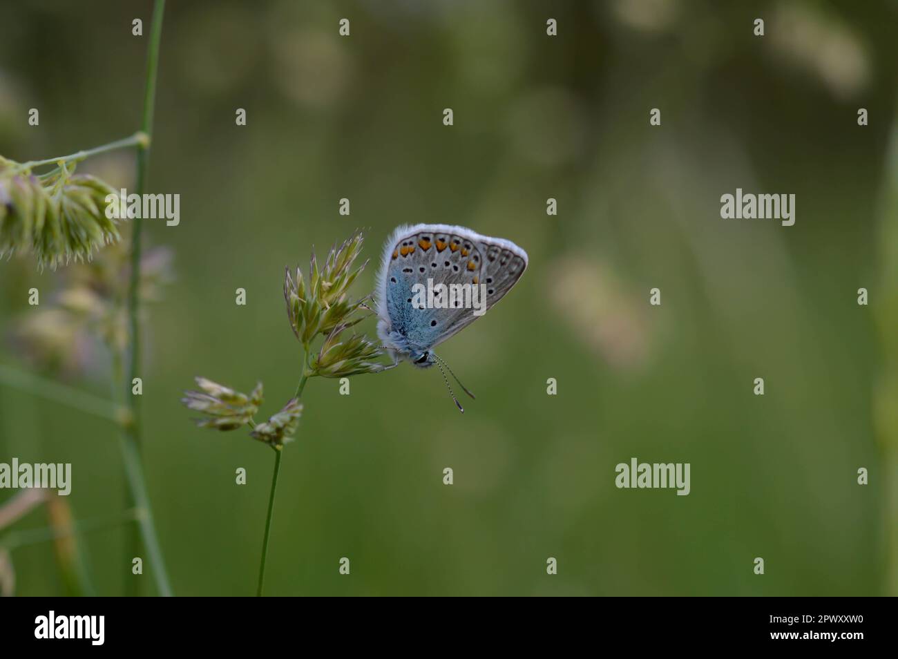 Common Blue small butterfly close up in nature, on a plant closed wings ...