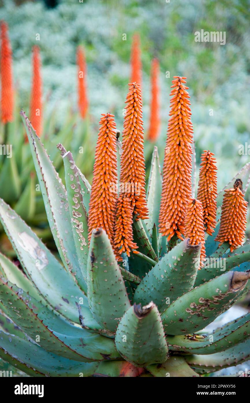 Bitter aloe growing in the African wilderness Stock Photo - Alamy
