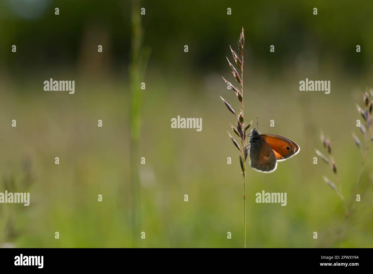 Small heath (Coenonympha pamphilus) butterfly on a plant, green meadow ...