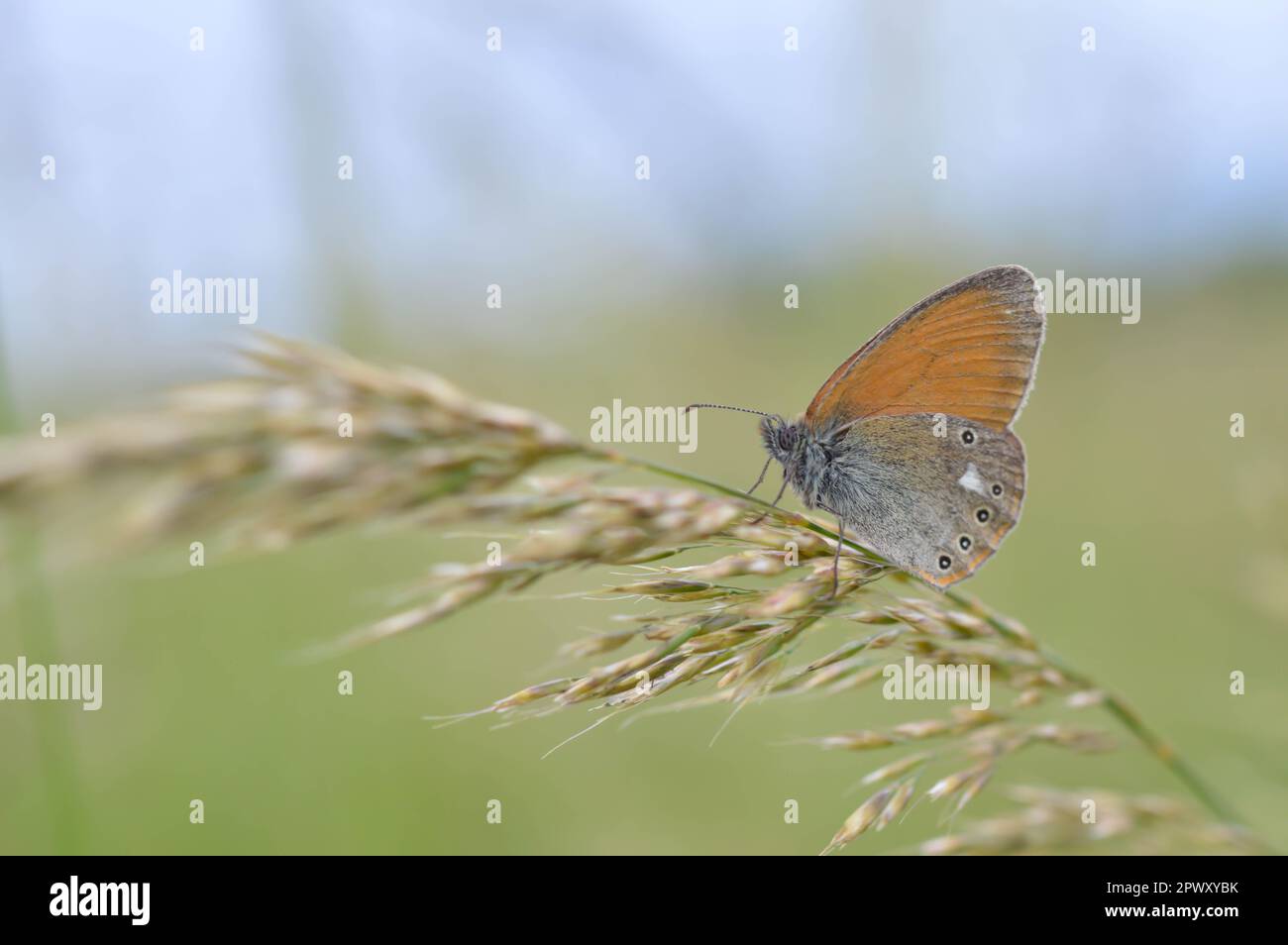 Chestnut heath butterfly in nature close up, macro, orange and grey ...
