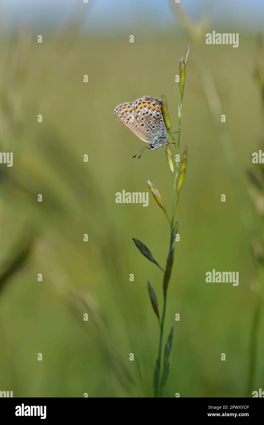 Common Blue small butterfly close up in nature, on a plant closed wings ...