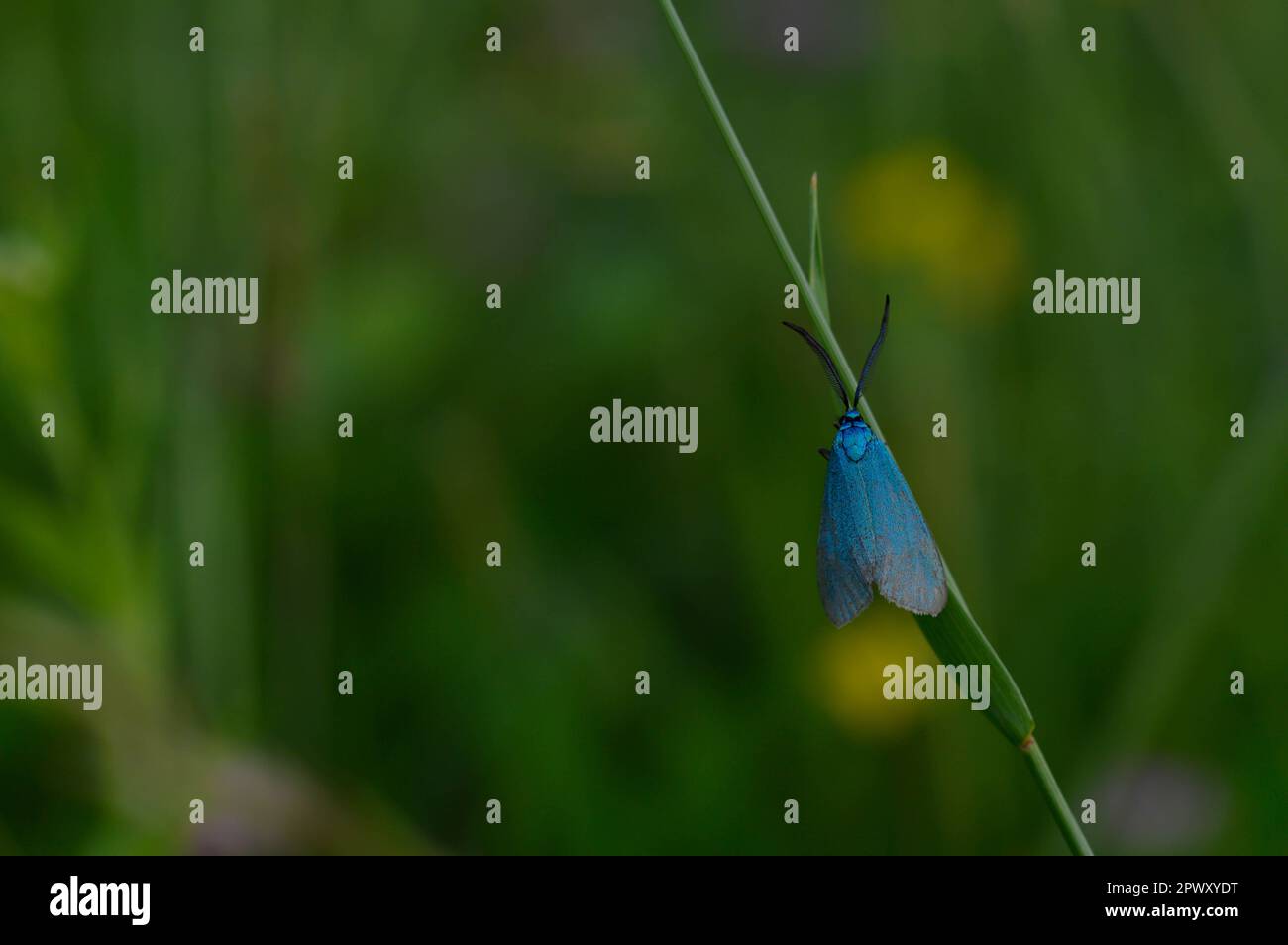 Small blue moth in nature on a plant close up, blue insect with blue ...