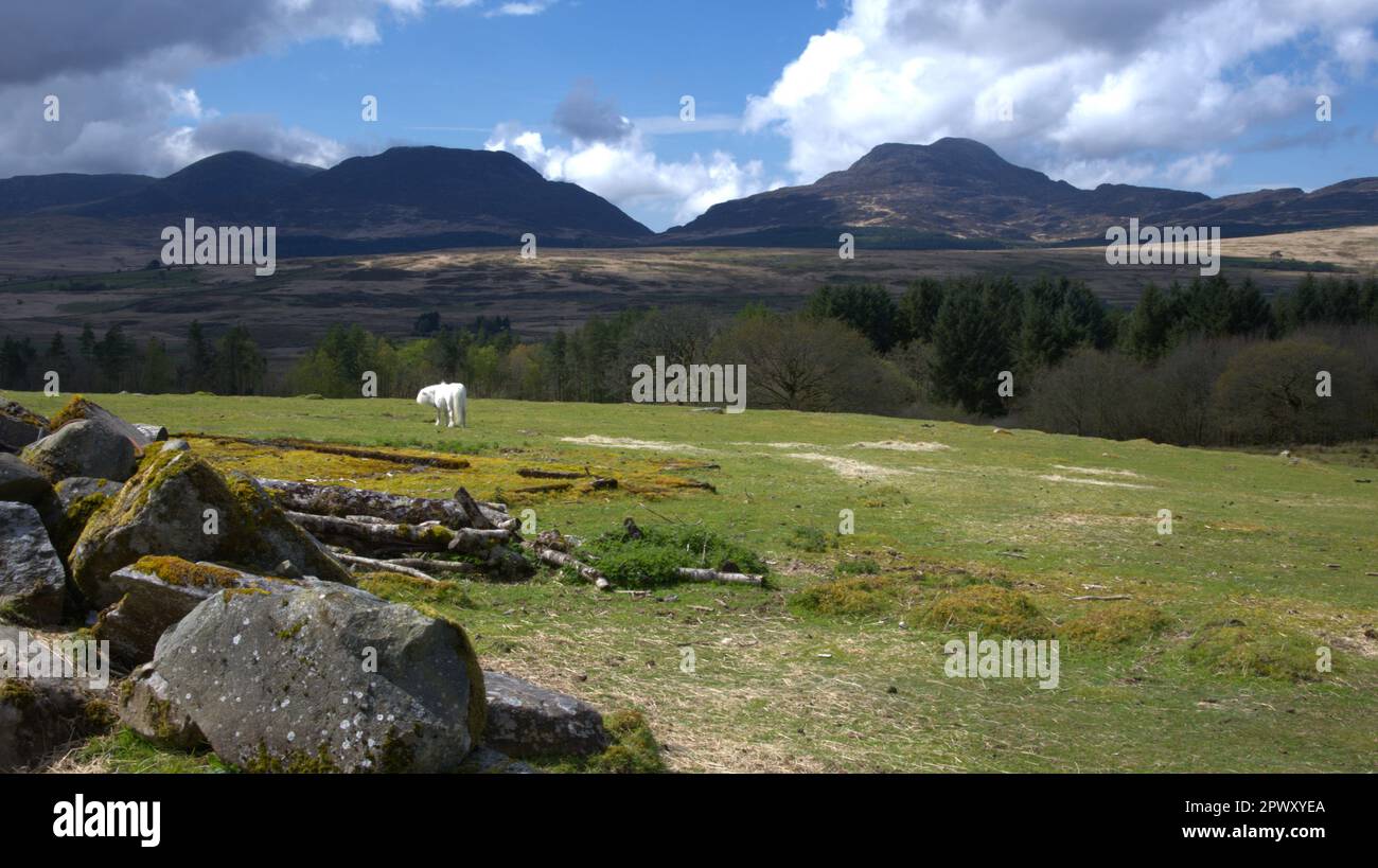 The Rhinog Mountains, Gwynedd Wales UK Stock Photo - Alamy