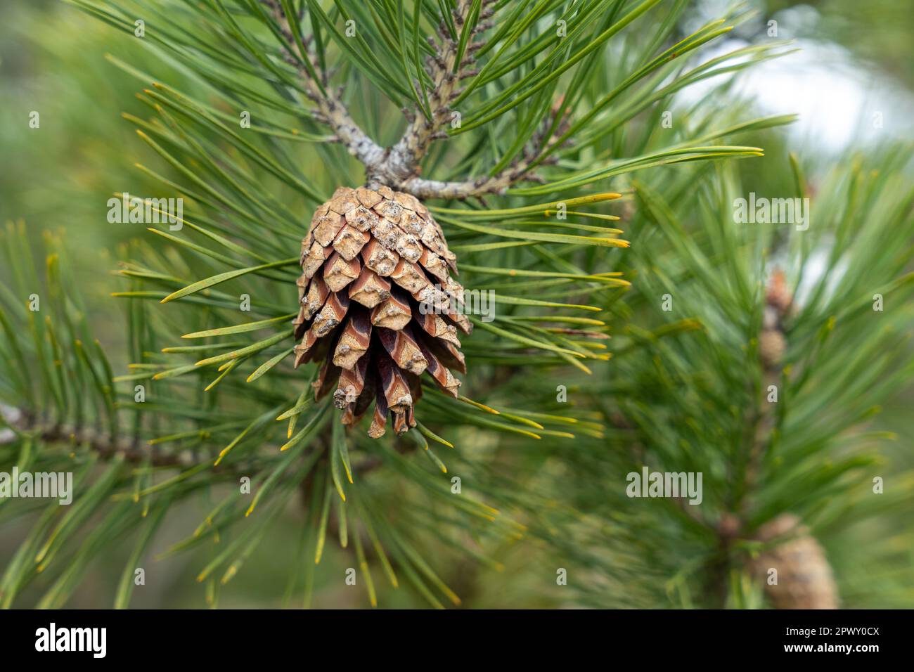 Half-open pine cone on branch with green needles Stock Photo - Alamy