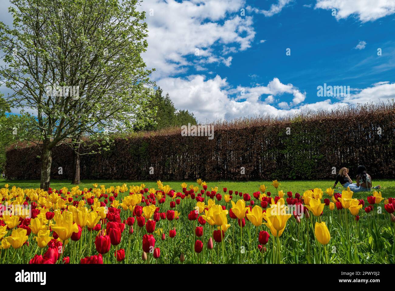 Bute Park showing flowers and tulips in Cardiff. Beautiful outdoor ...