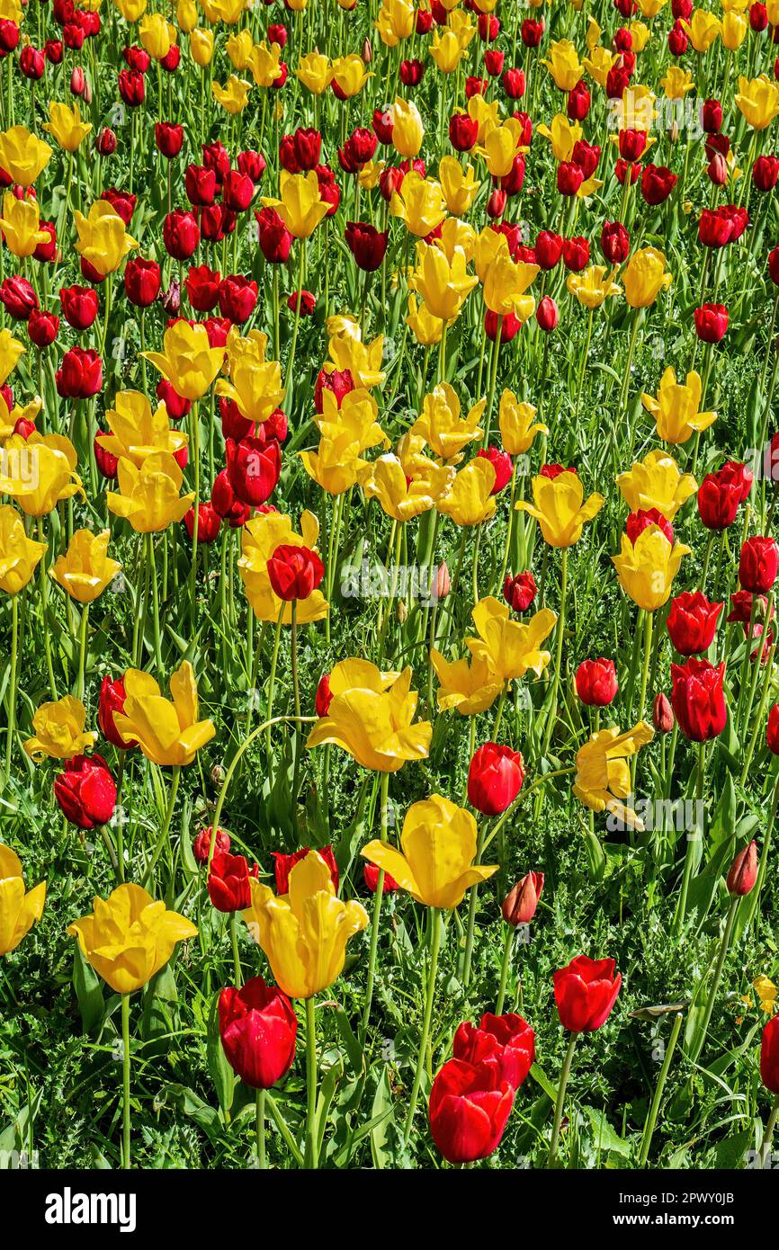 Abstract, background of a field of red and yellow tulip flowers at ...