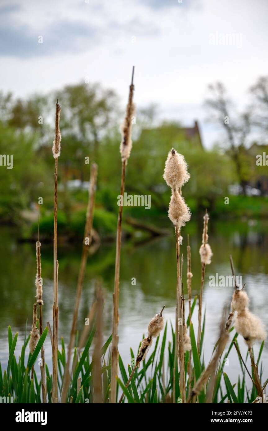 Chislehurst commons hi-res stock photography and images - Alamy