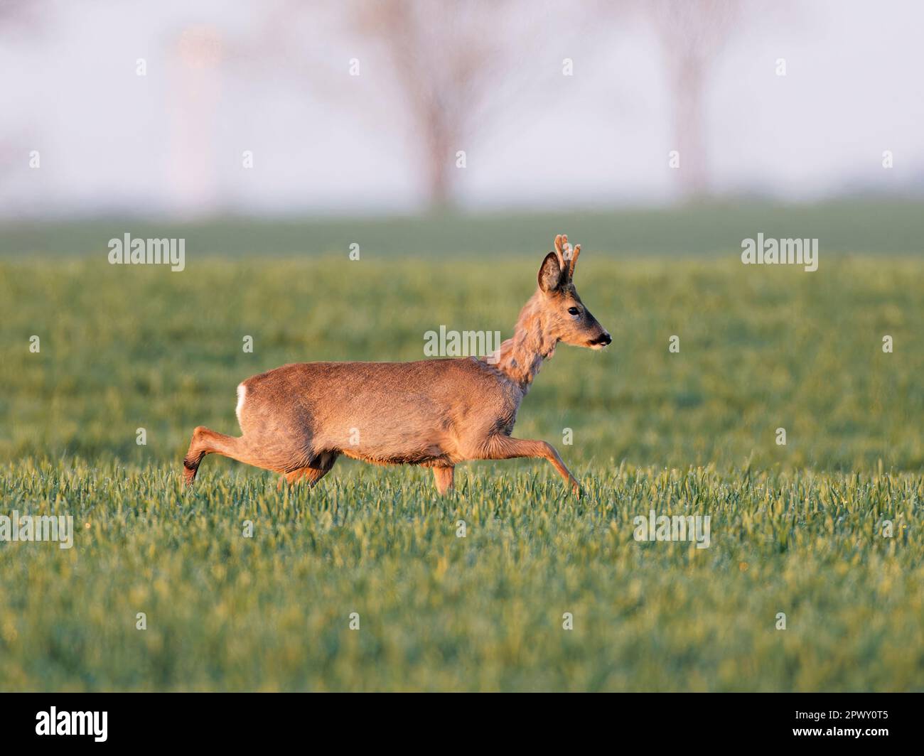 Deer side view hi-res stock photography and images - Alamy