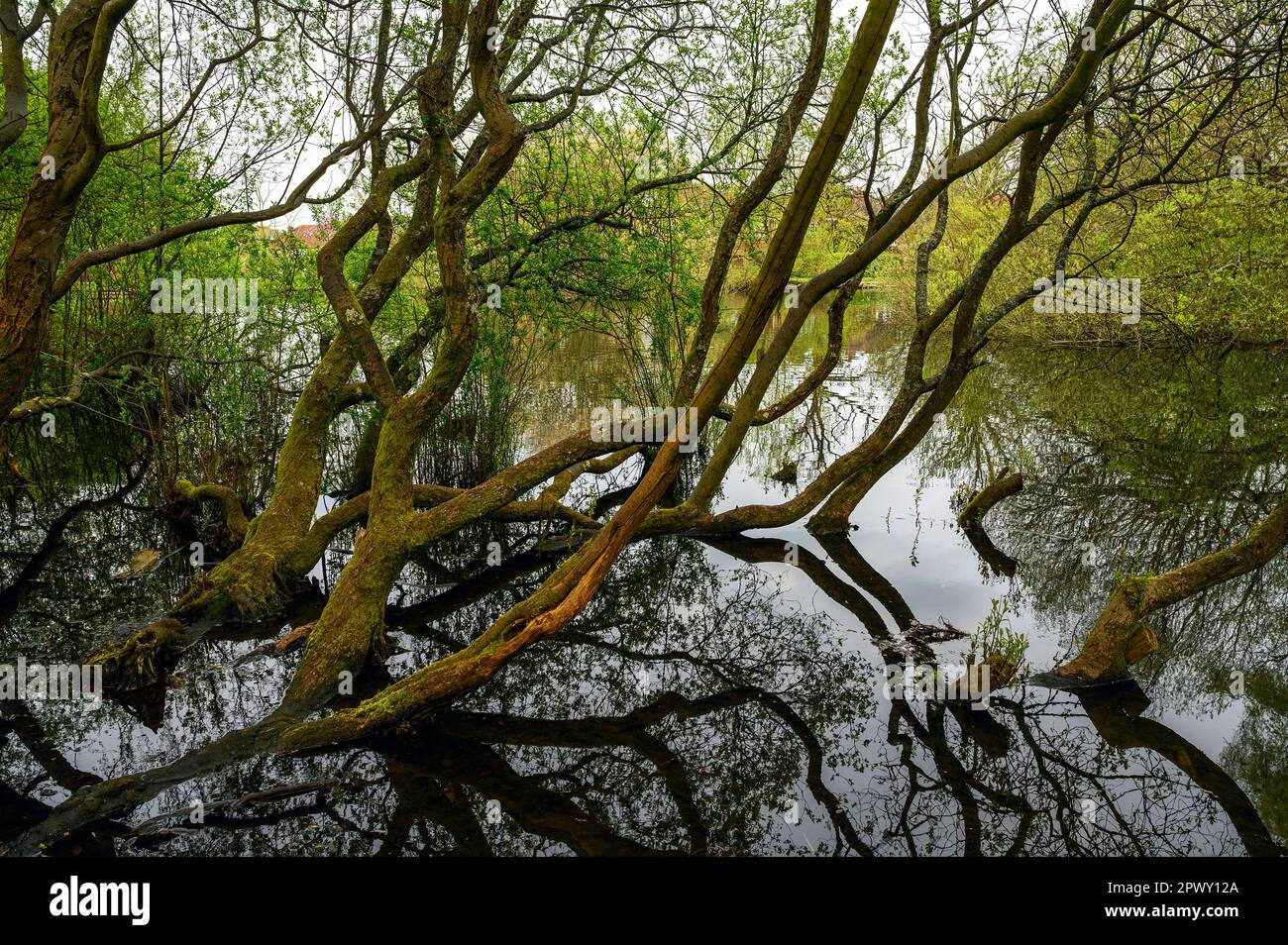 Trees by Rush Pond on Chislehurst Common, Kent, UK. The trees reach ...