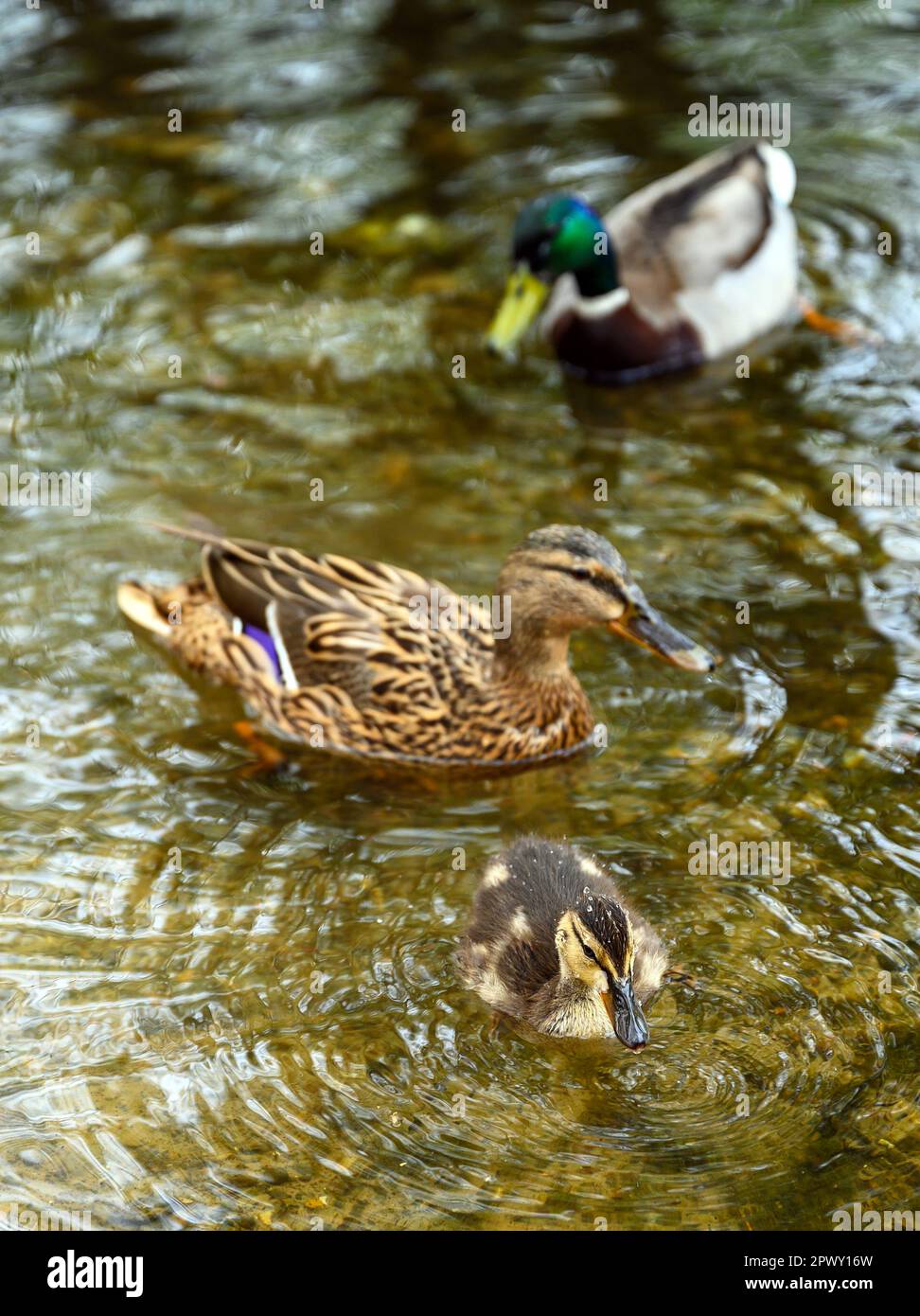 Mallard duckling with female and male mallards behind at Rush pond on ...