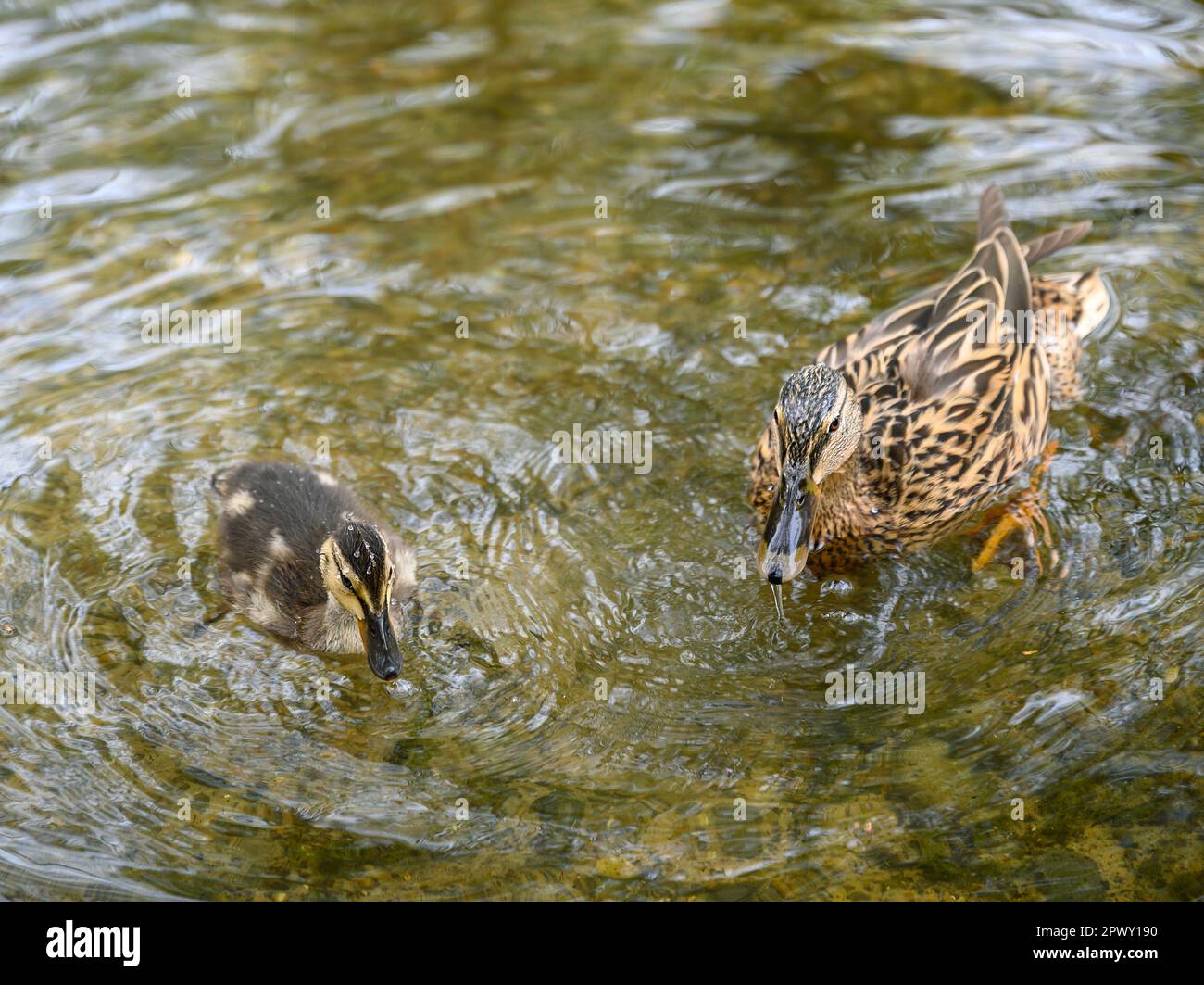 Female mallard duck with duckling at Rush pond on Chislehurst Commons ...