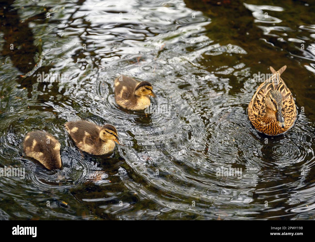 Female mallard duck with ducklings at Rush pond on Chislehurst Commons ...