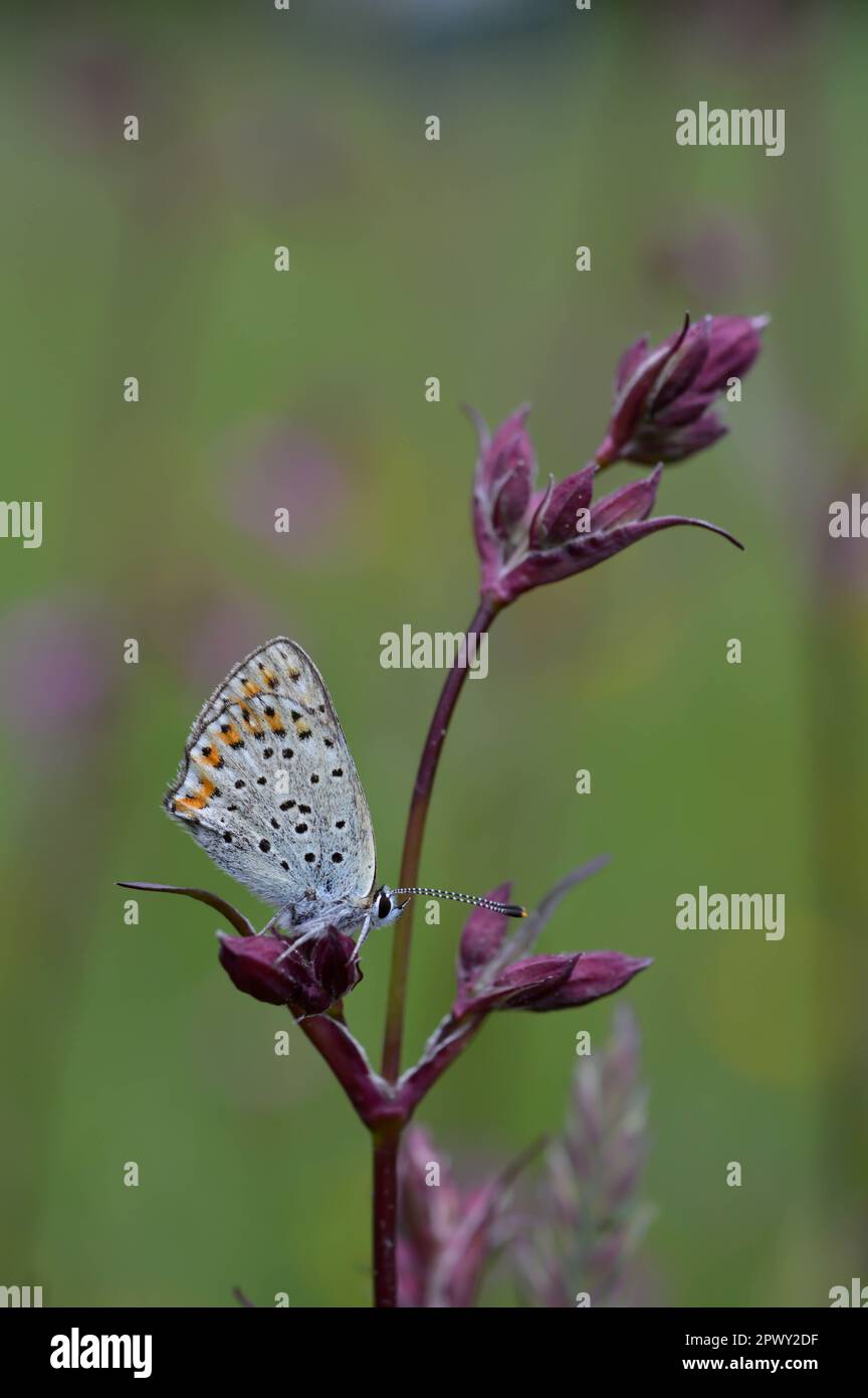 Small butterfly on a red campion flower in nature, macro clos eup, red ...
