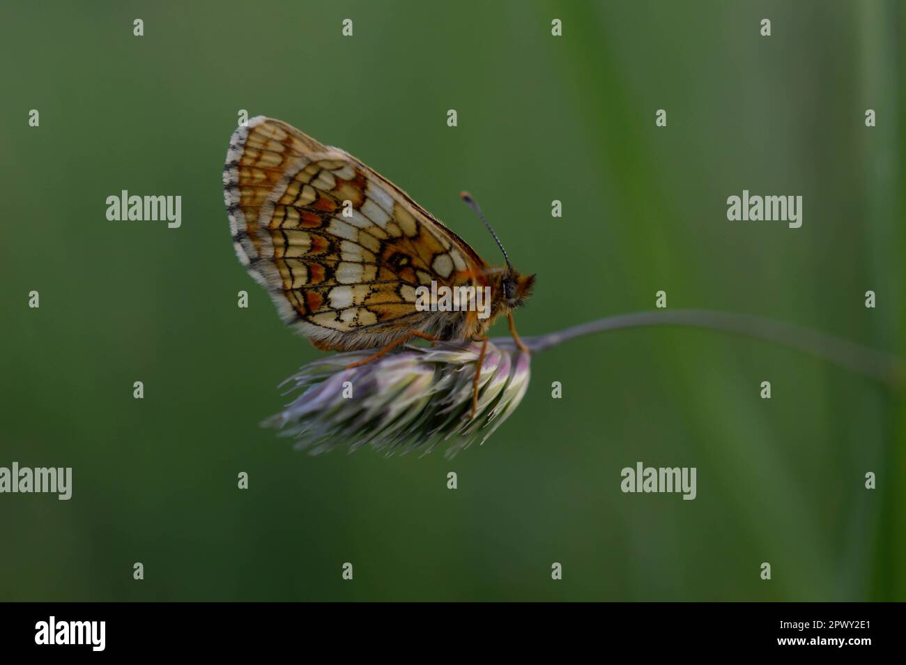 Boloria dia, Weaver's Fritillary butterly macro close up, in nature ...