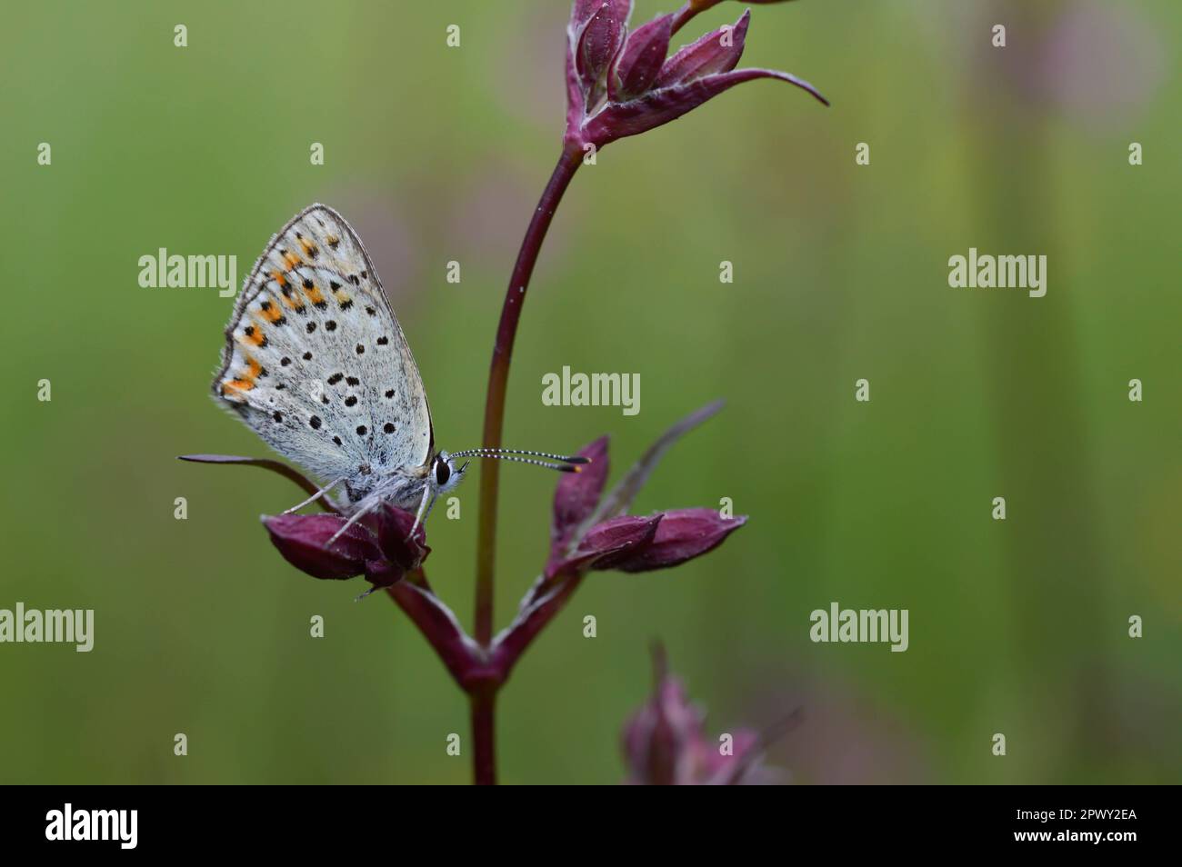 Small butterfly on a red campion flower in nature, macro clos eup, red ...