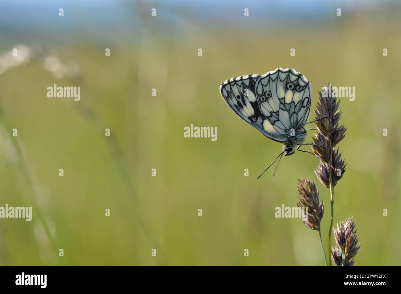 Marbled white, black and white butterfly in the wild, on aplant, close ...