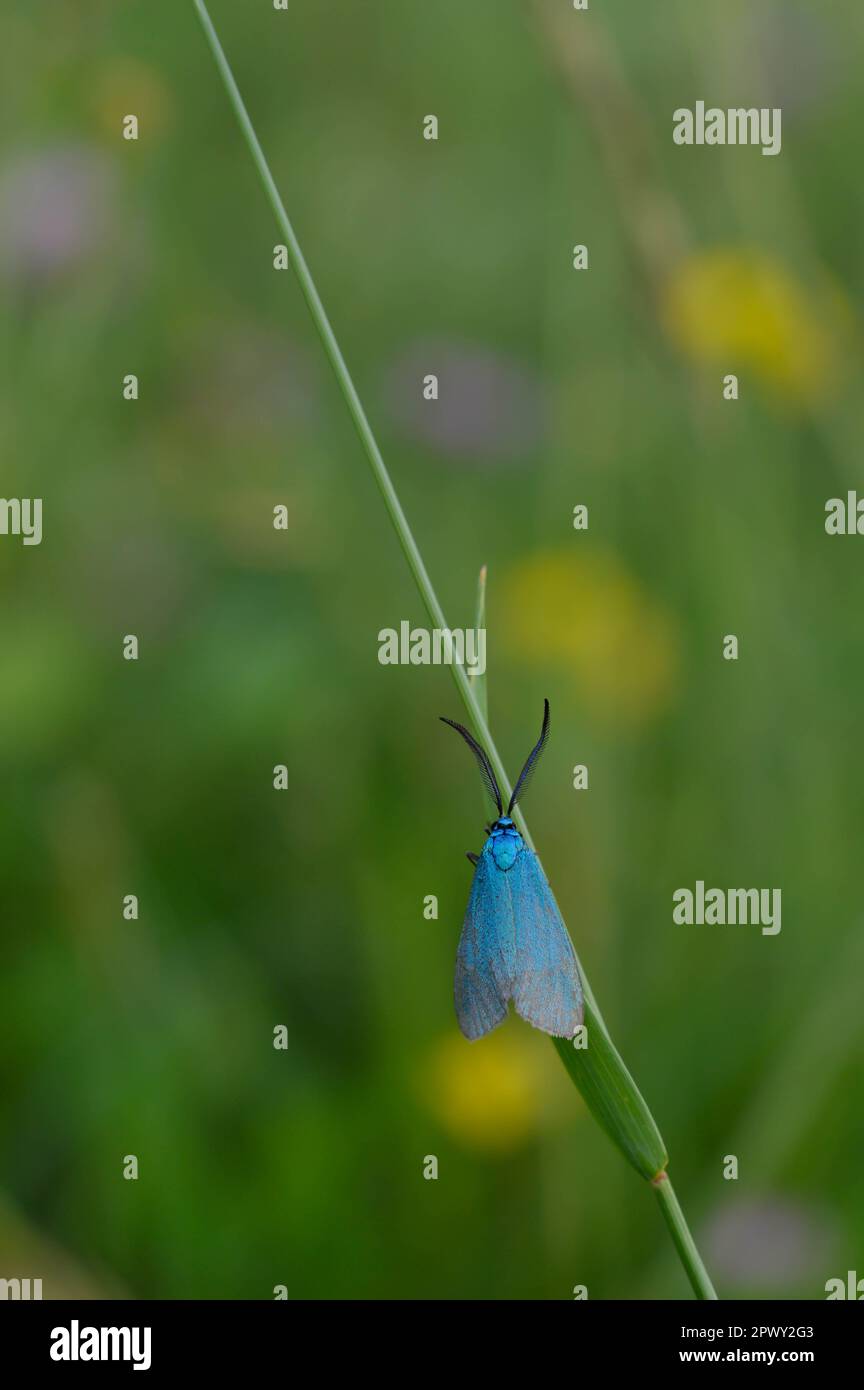 Small blue moth in nature on a plant close up, blue insect with blue ...