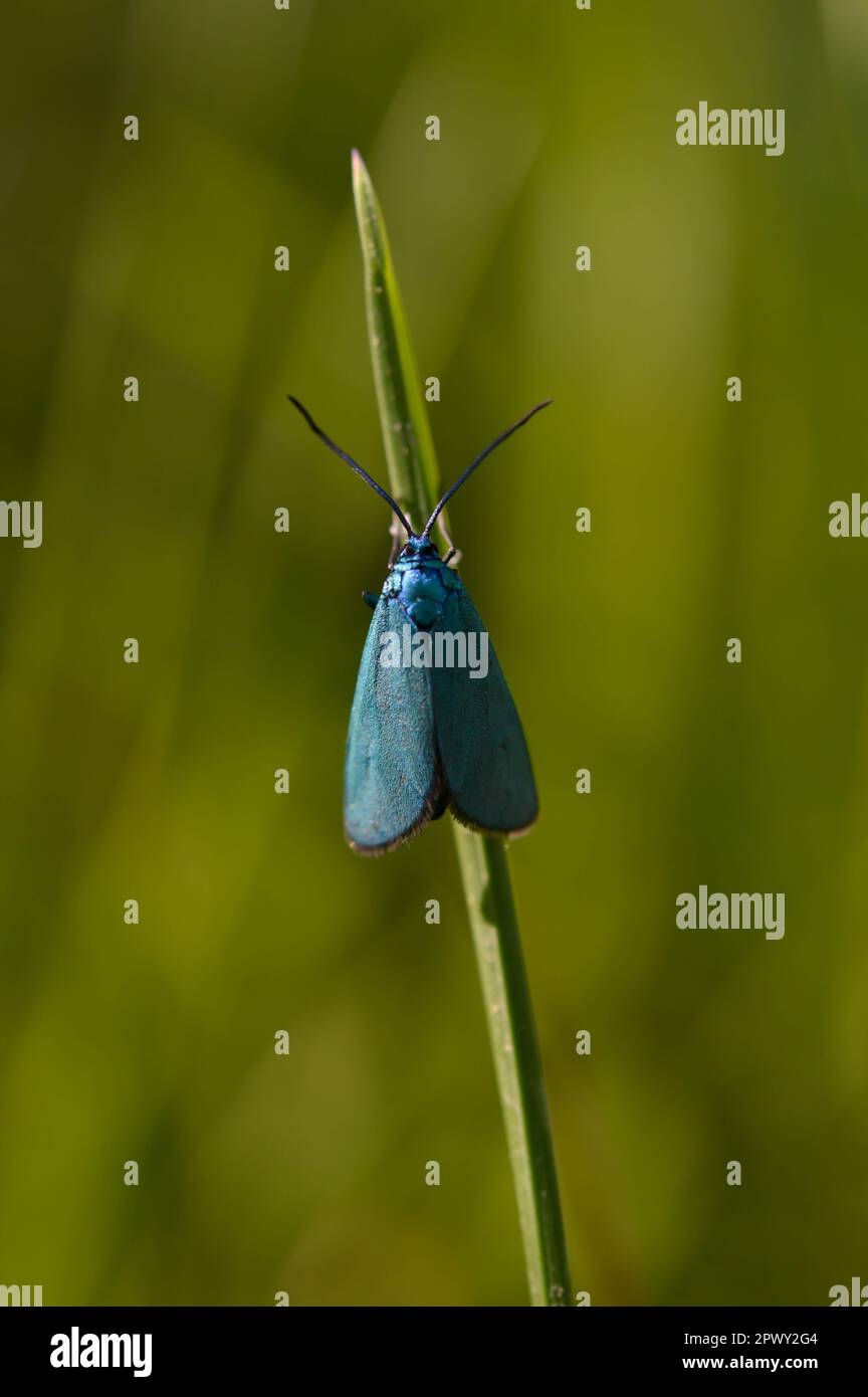Small blue moth in nature on a plant close up, blue insect with blue ...